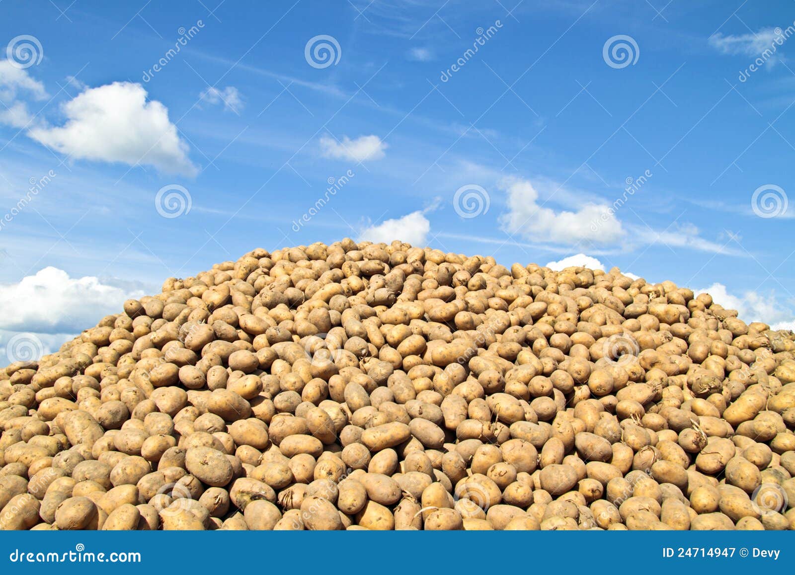 Pile of potatoes stock image. Image of green, feed, starch - 24714947