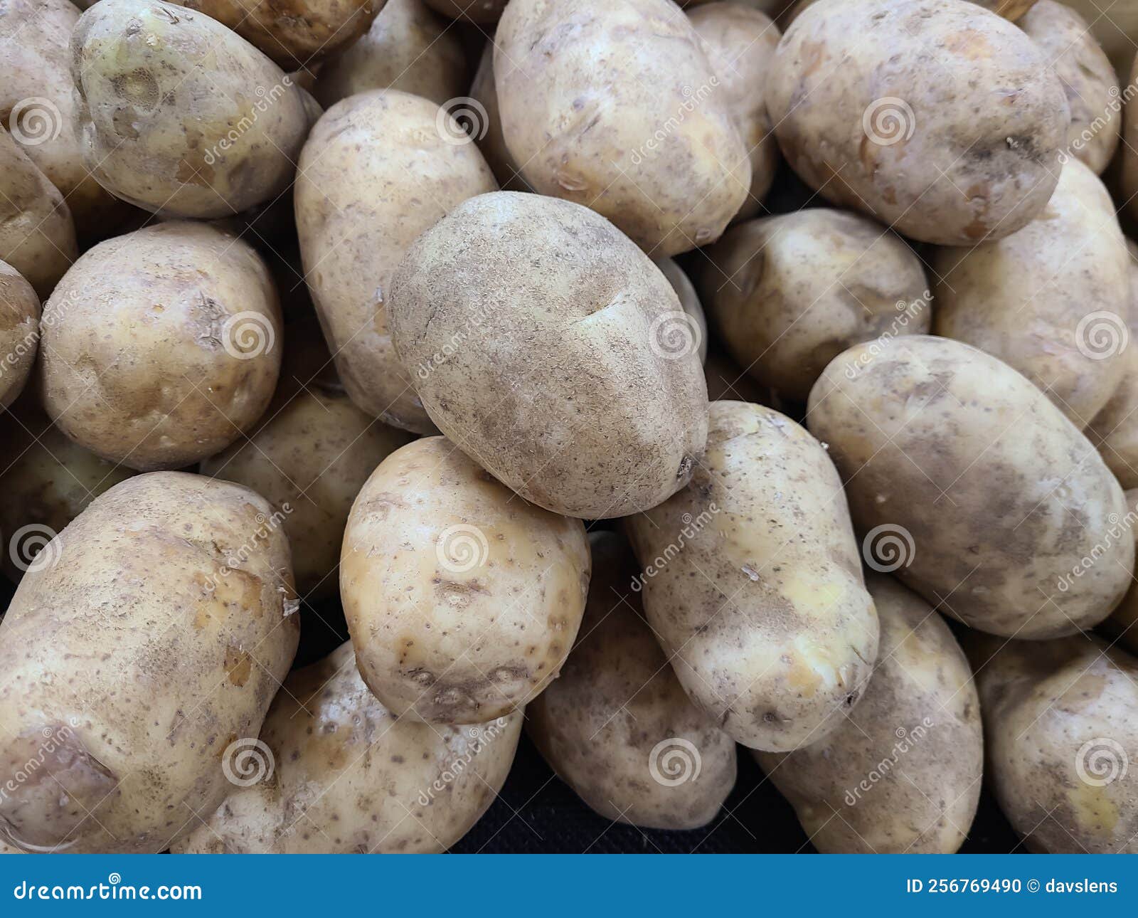 Pile of potatoes stock photo. Image of cuisine, soil - 256769490