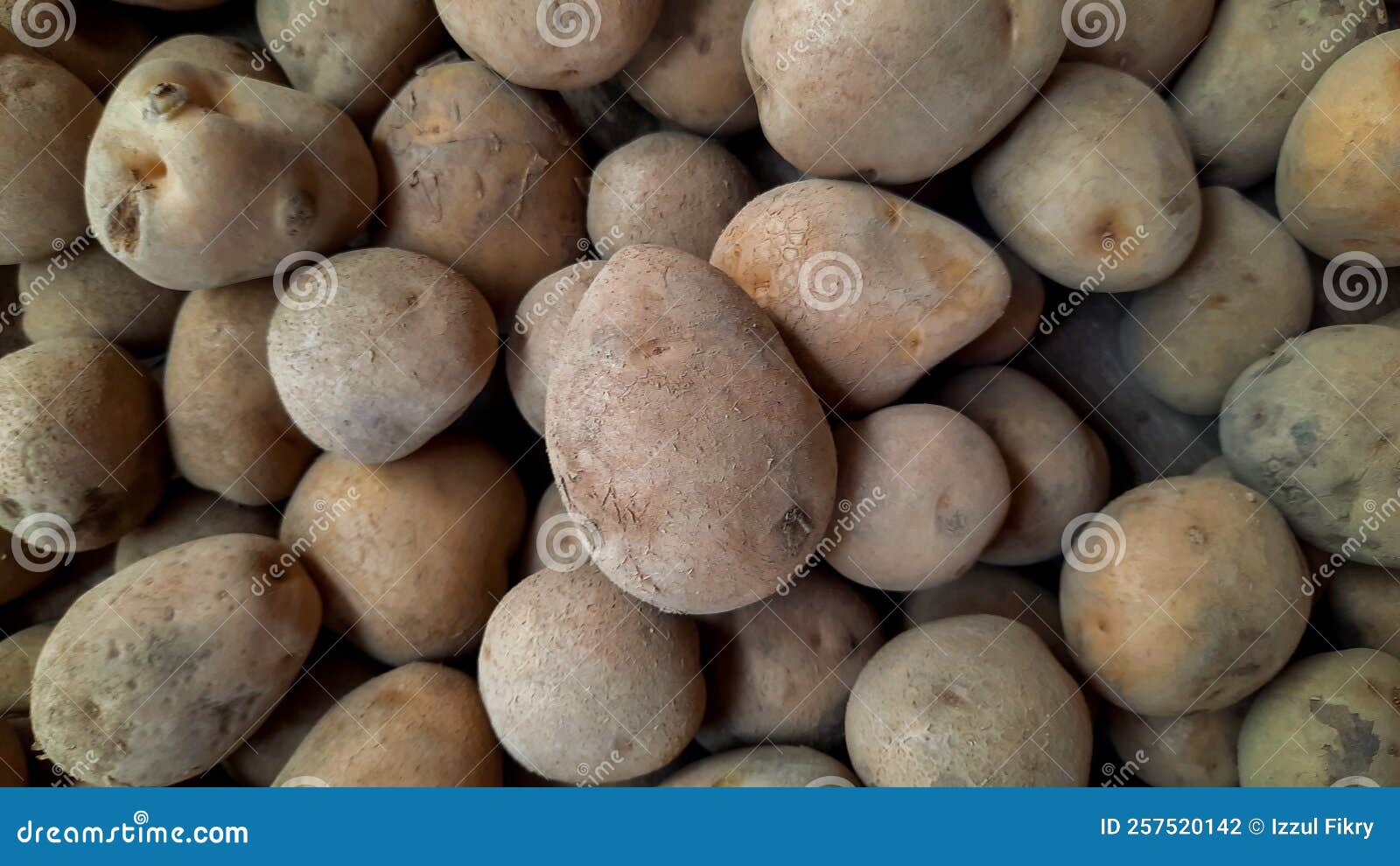 A Pile of Potatoes in the Market Stock Photo - Image of pile, soil ...