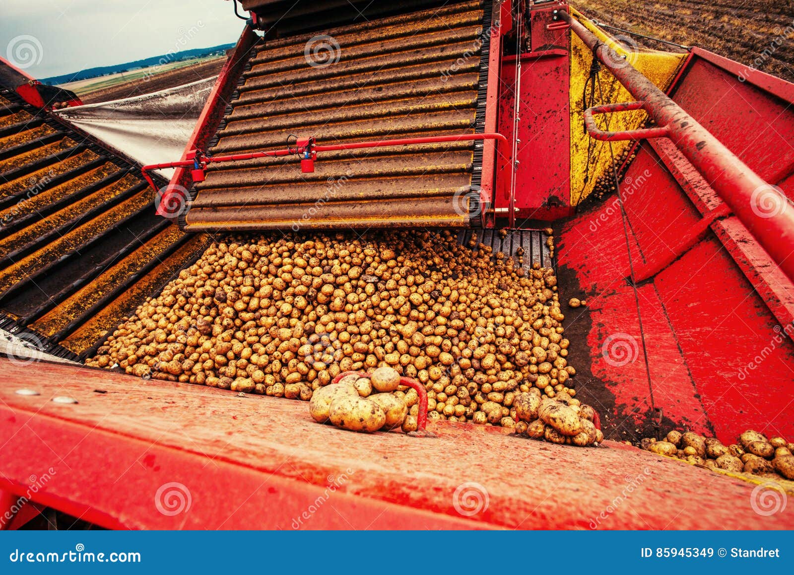 Pile of Potatoes on Trailer with Vintage Tractor Stock Image - Image of ...