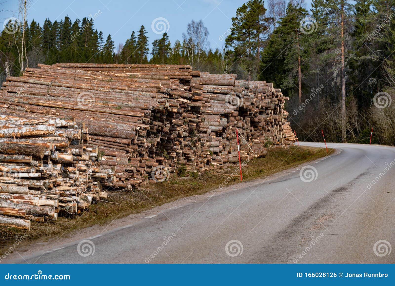 Pile Of Pulpwood In A Coniferous Forest Stock Photo | CartoonDealer.com ...