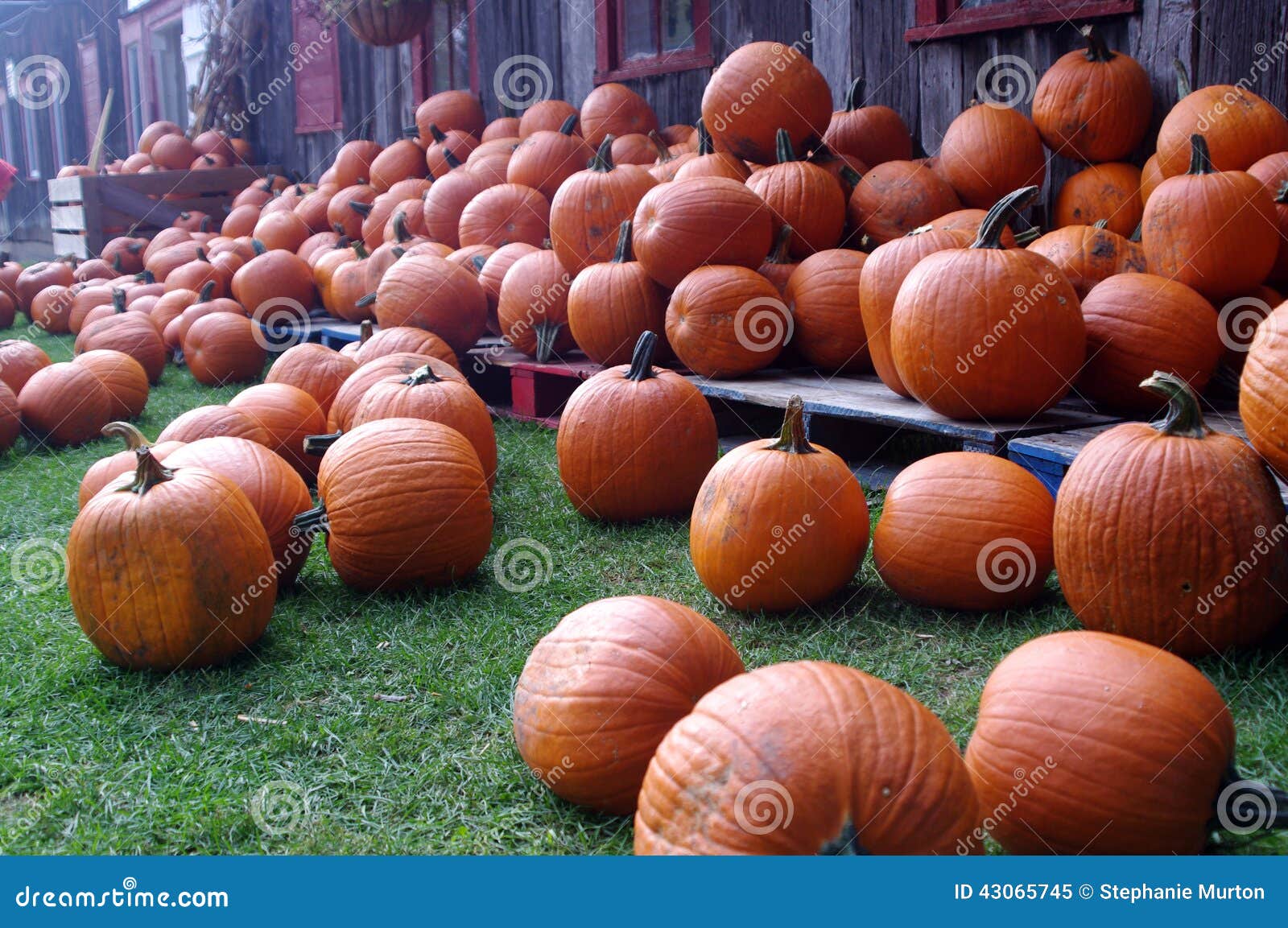Pile of Pumpkins stock image. Image of halloween, pile - 43065745