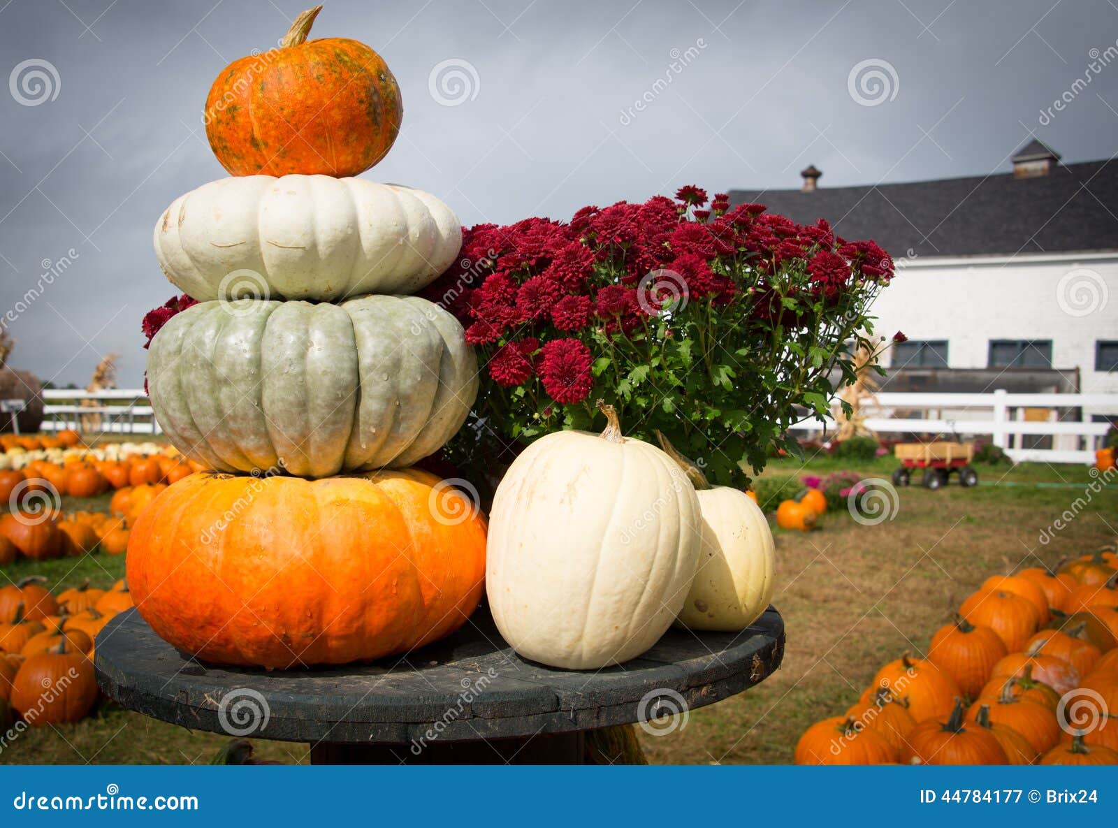 Pile of pumpkins stock image. Image of stalks, garden - 44784177