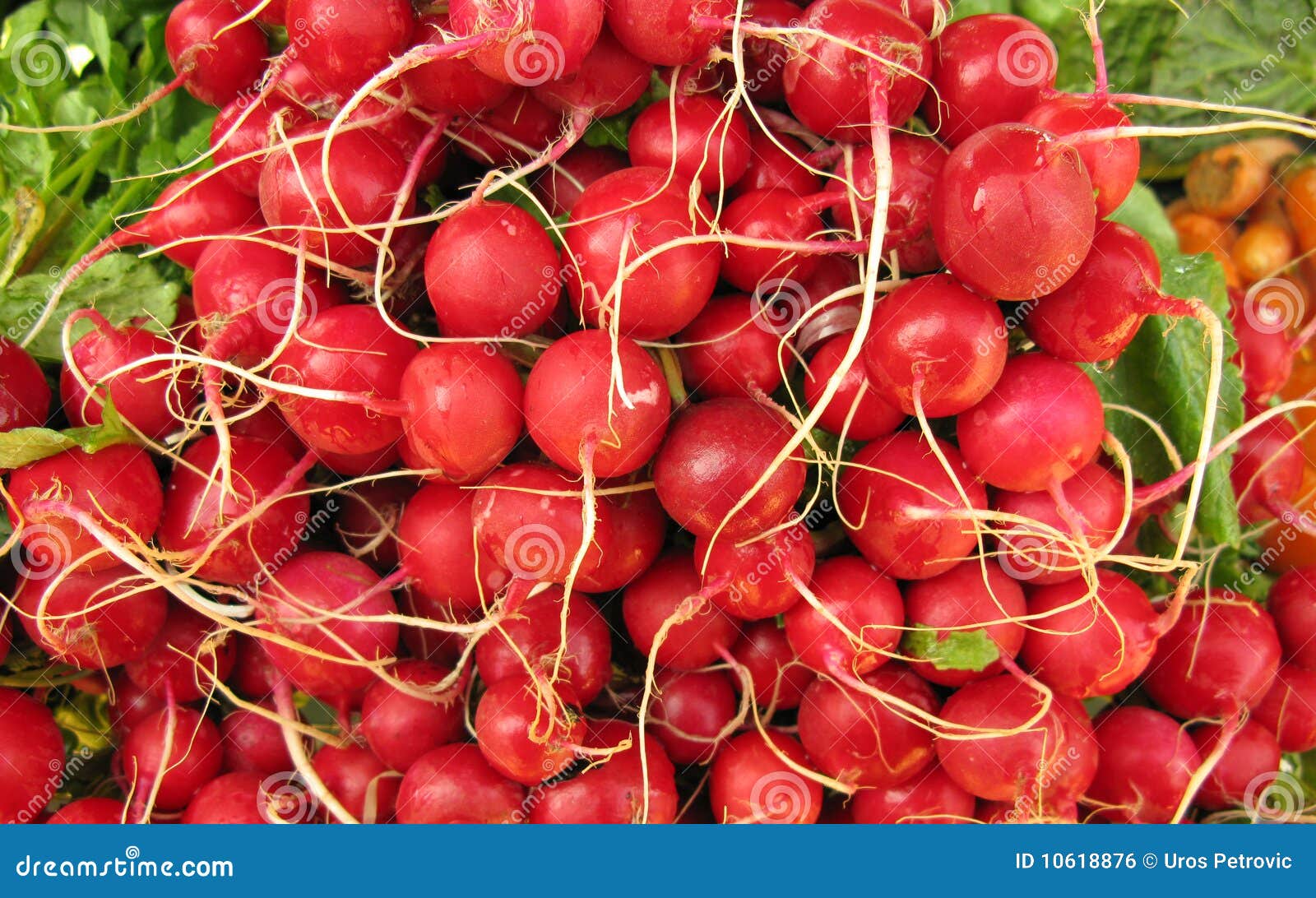 Pile of radishes stock photo. Image of horizontal, taproot - 10618876