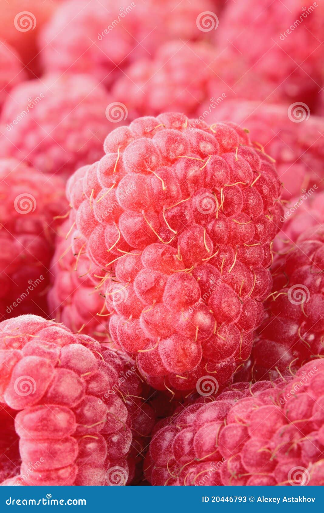 Pile of Raspberries Close-up Stock Image - Image of heap, ingredient ...