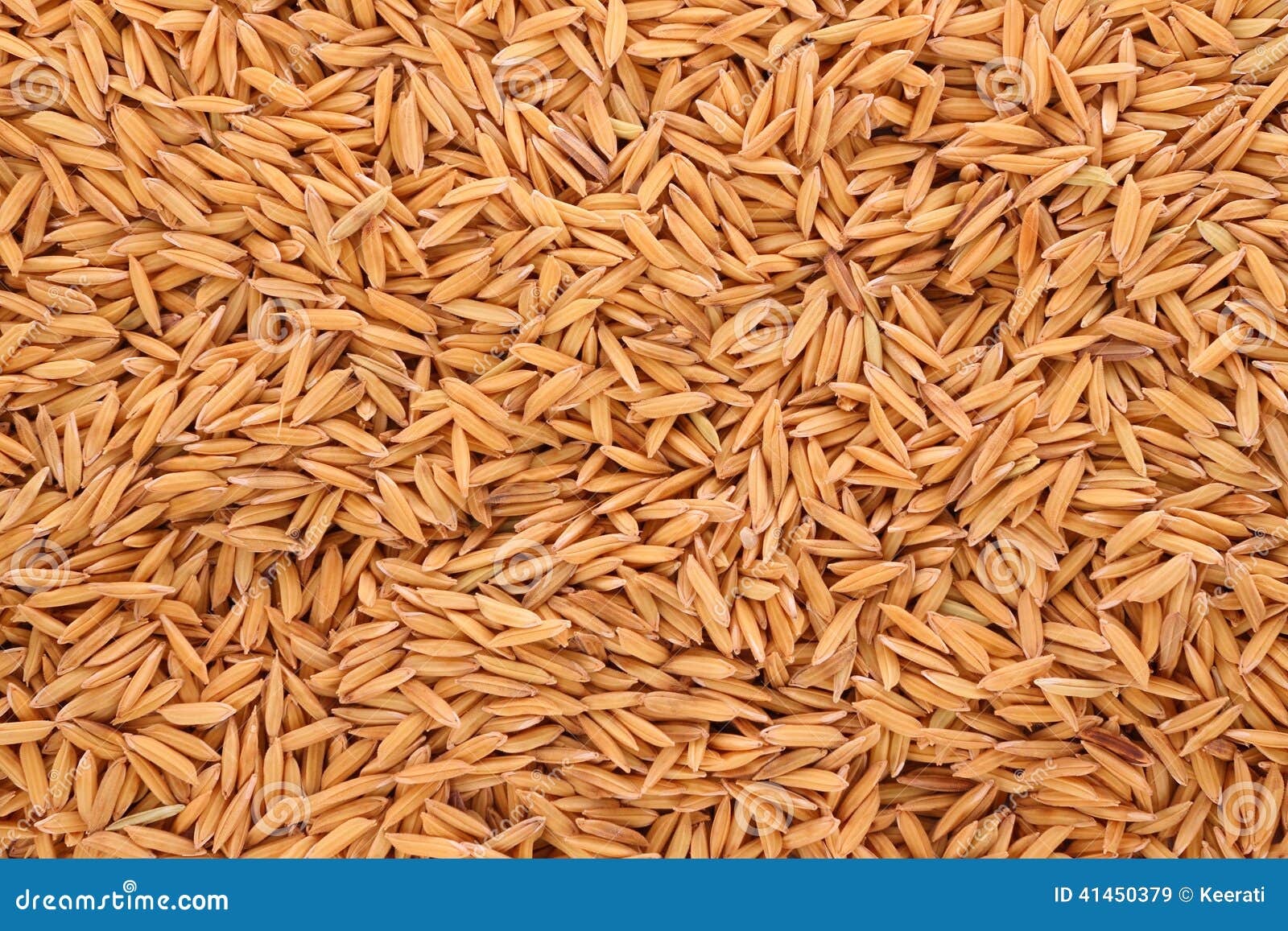 Pile raw of dry paddy stock image. Image of cereal, paddy - 41450379