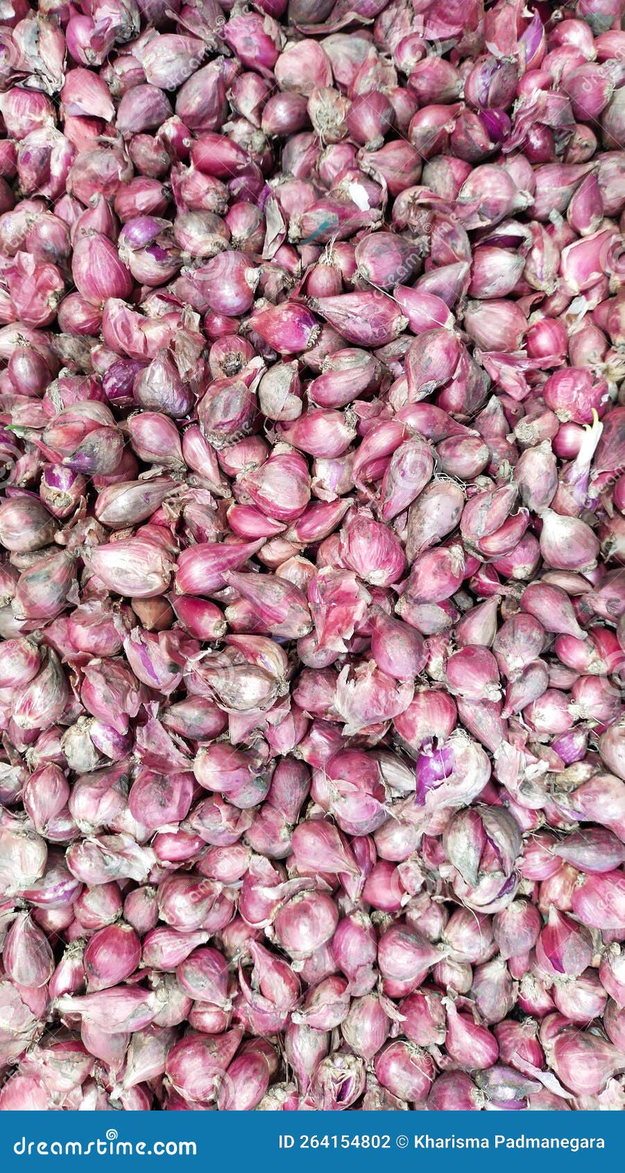 Red Onions stock photo. Image of culinary, java, harvest - 264154802