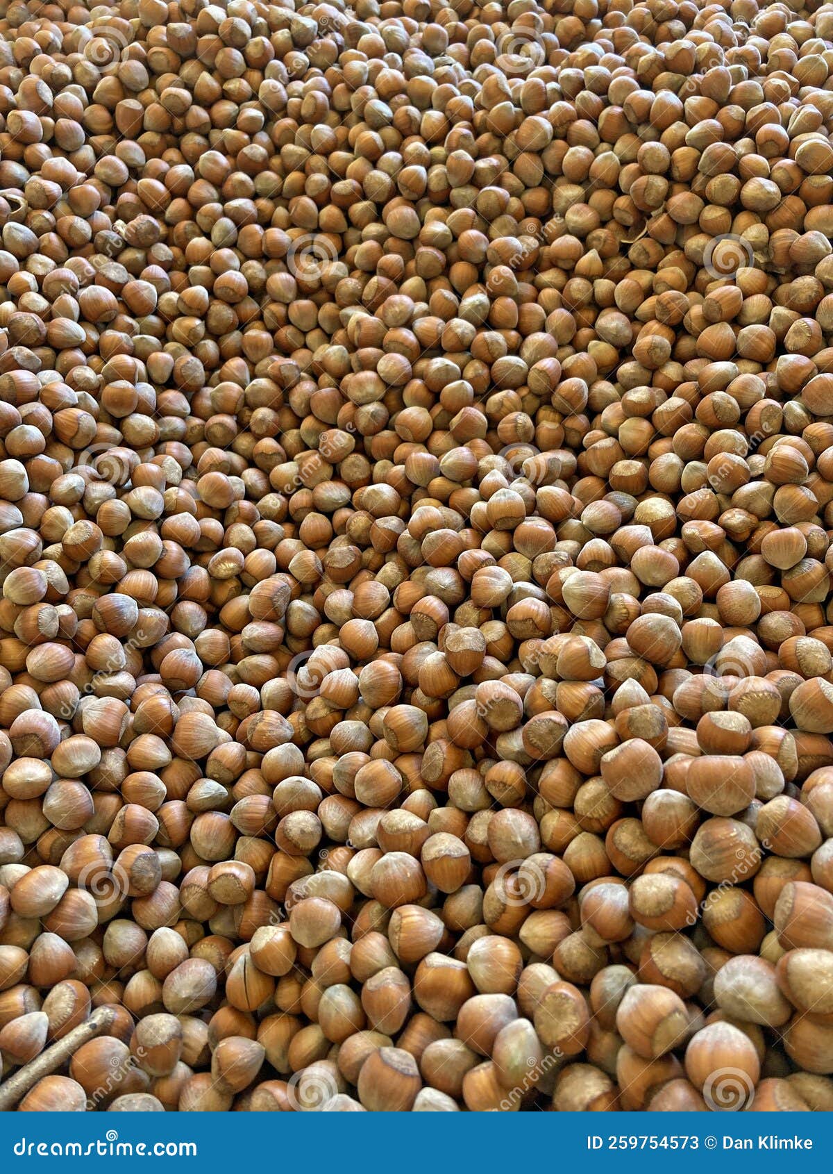 Raw hazelnuts in shell stock image. Image of outdoors - 259754573