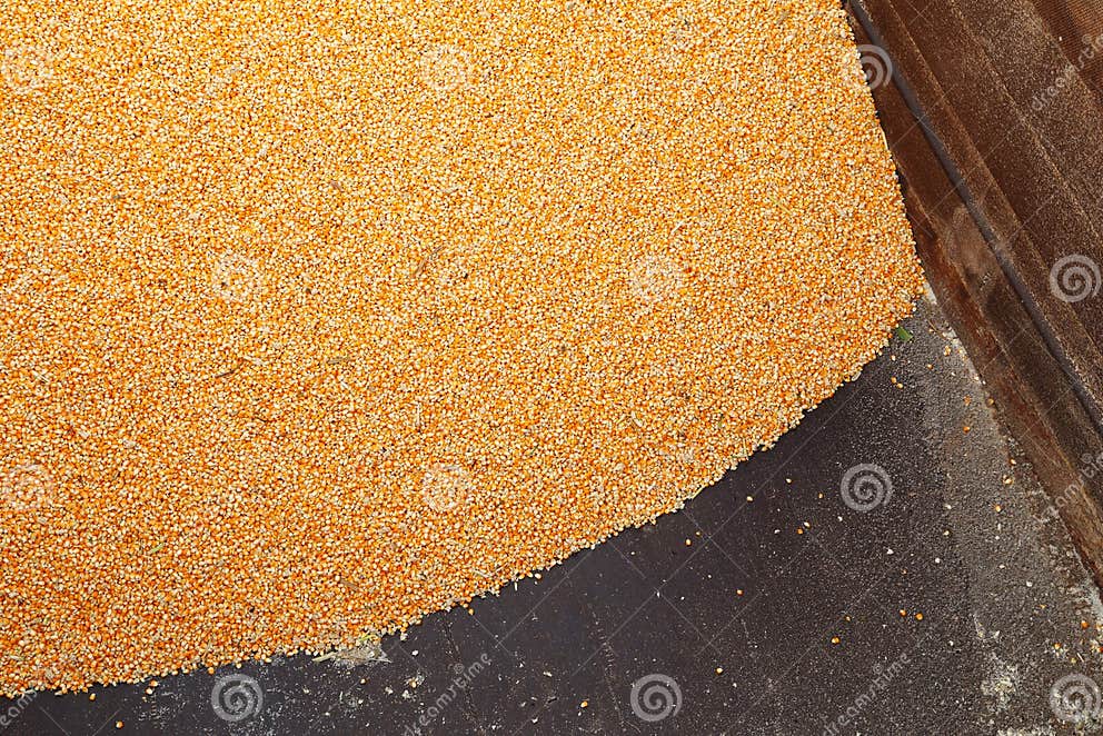 Pile of Raw Kernel Corn Beans Stock Image - Image of agriculture, maize ...