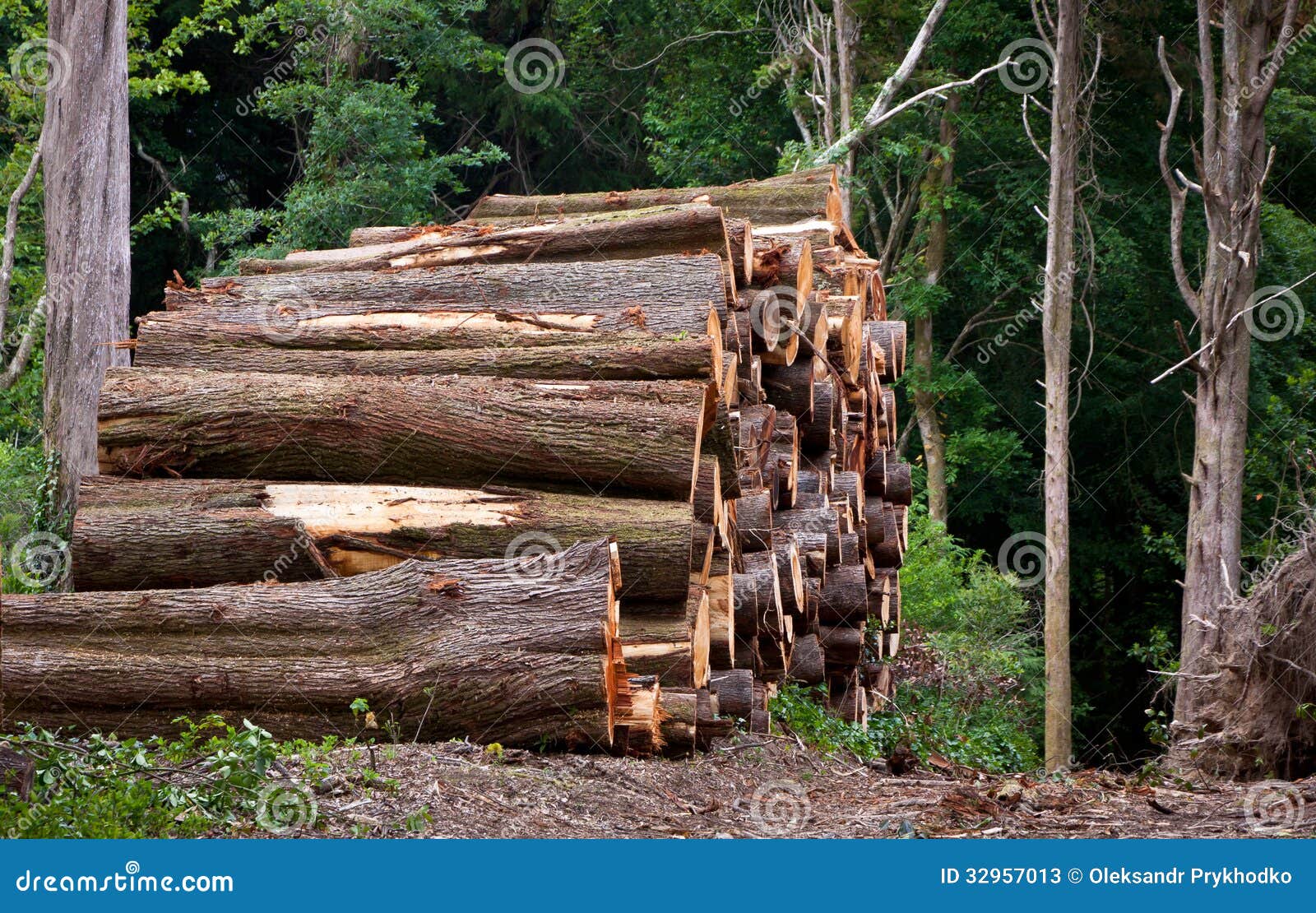 Pile of raw pine wood logs stock image. Image of natural - 32957013