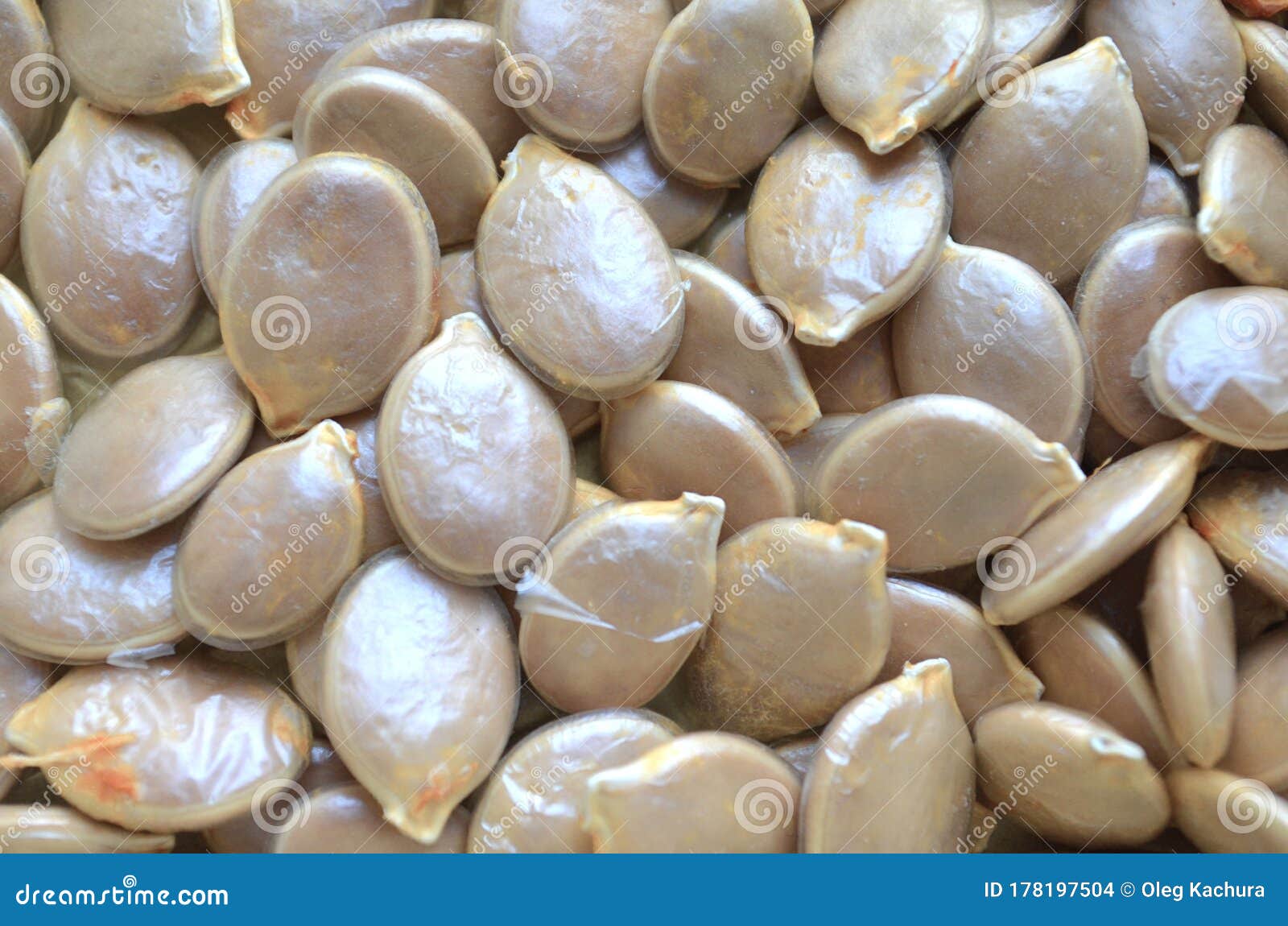 A Pile of Raw Pumpkin Seeds Texture. Macro Background Pumpkin Seed ...