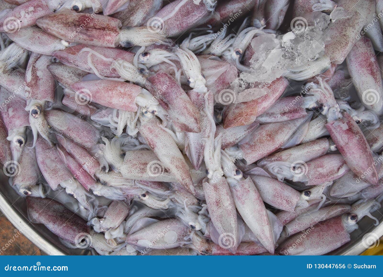 Pile of Raw Squid in Fresh Seafood Market. Background and Texture of ...