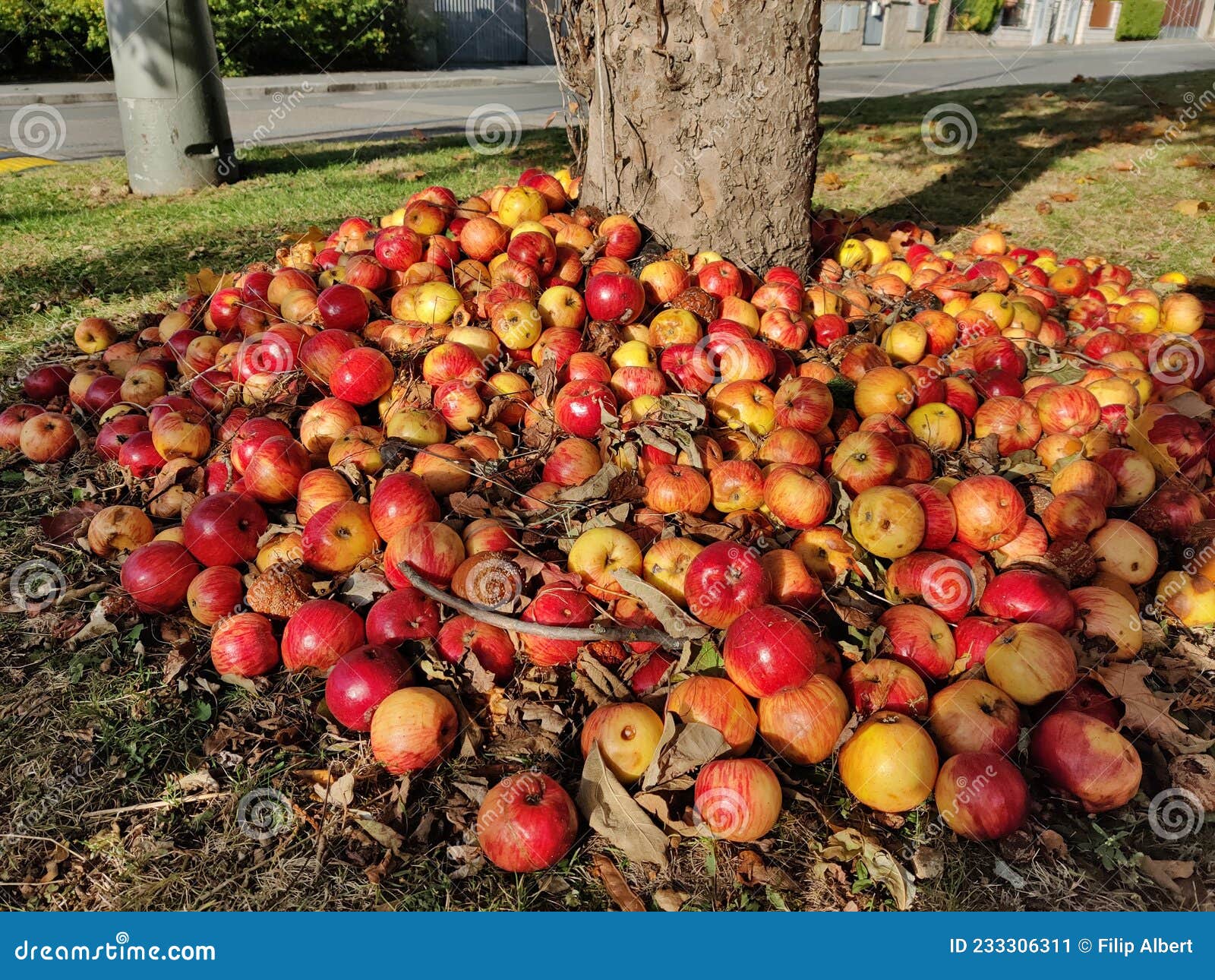 Pile of Red Apples Being Stocked Around the Apple Tree Stock Image ...