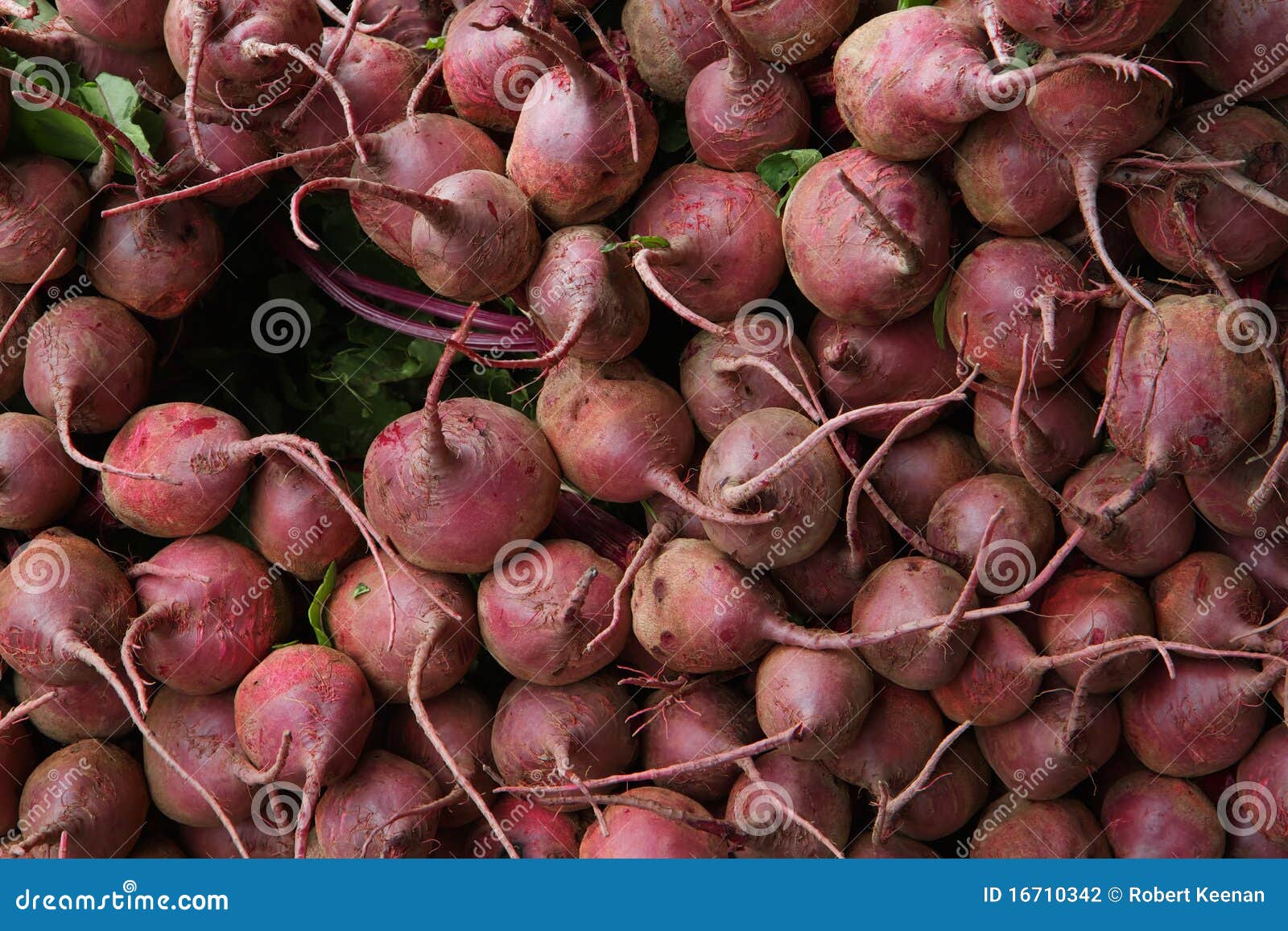 Pile of red beets stock photo. Image of plant, green - 16710342