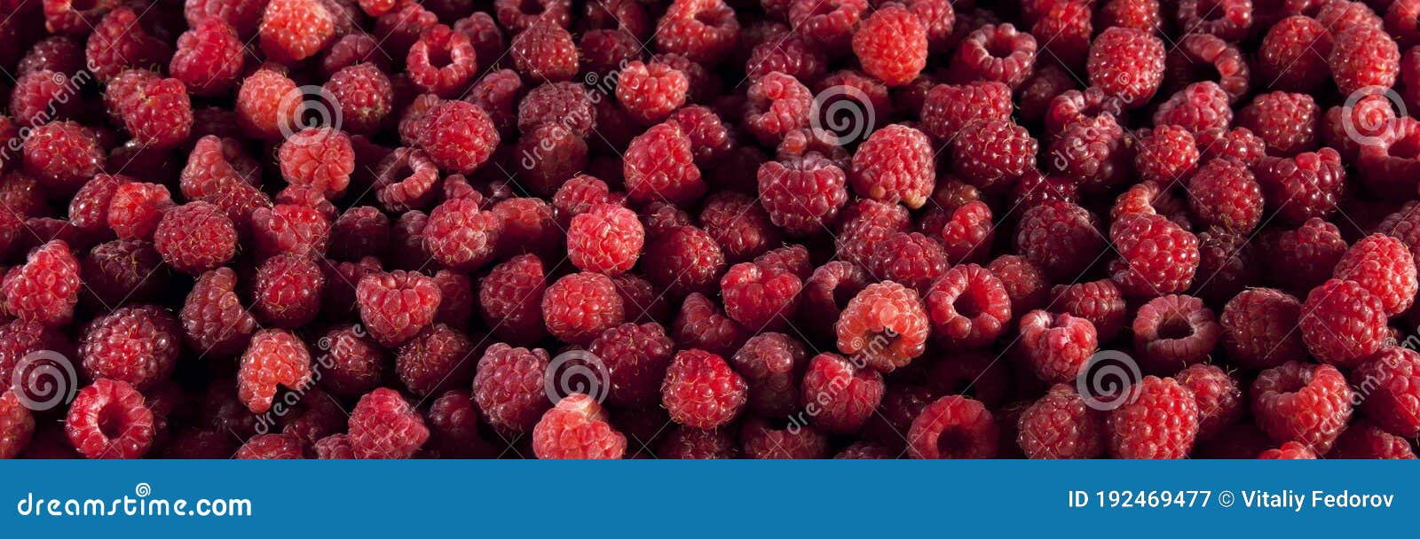 Pile of Red Ripe Raspberries. Background and Texture. Panorama Stock ...