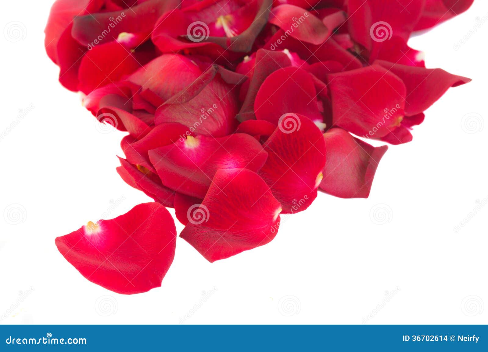 Pile of red rose petals stock photo. Image of particles - 36702614