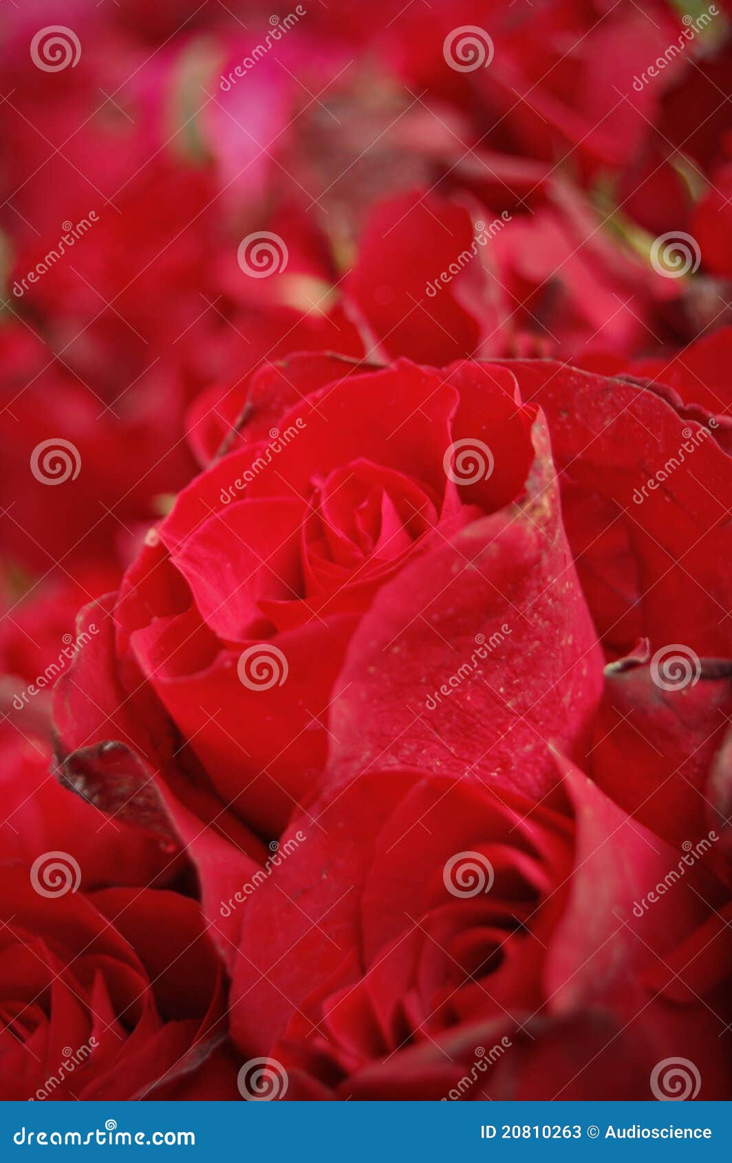 Pile of Red Roses stock image. Image of background, blossom - 20810263