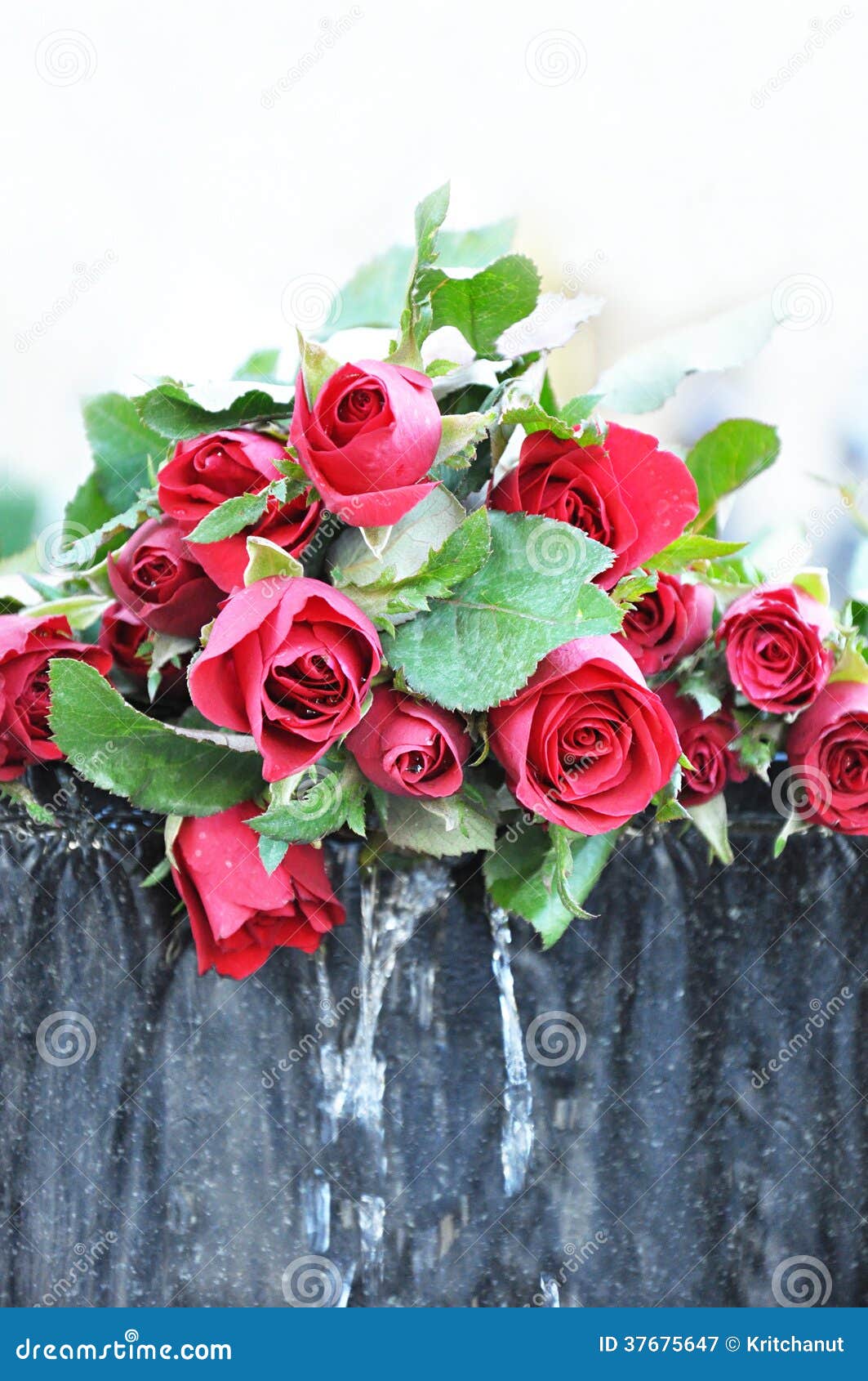Pile of red roses stock image. Image of focus, bouquet - 37675647