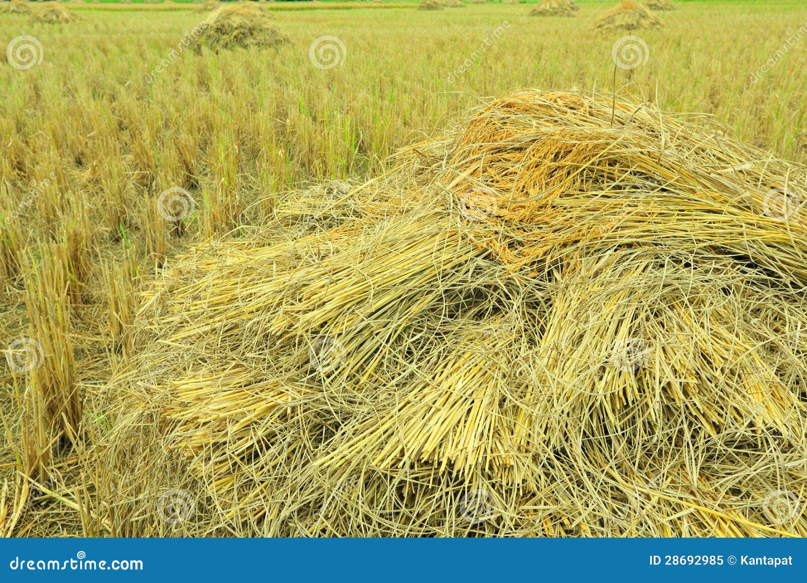 Pile Of Paddy Bundle On The Rice Field After Harvest Royalty-Free Stock ...