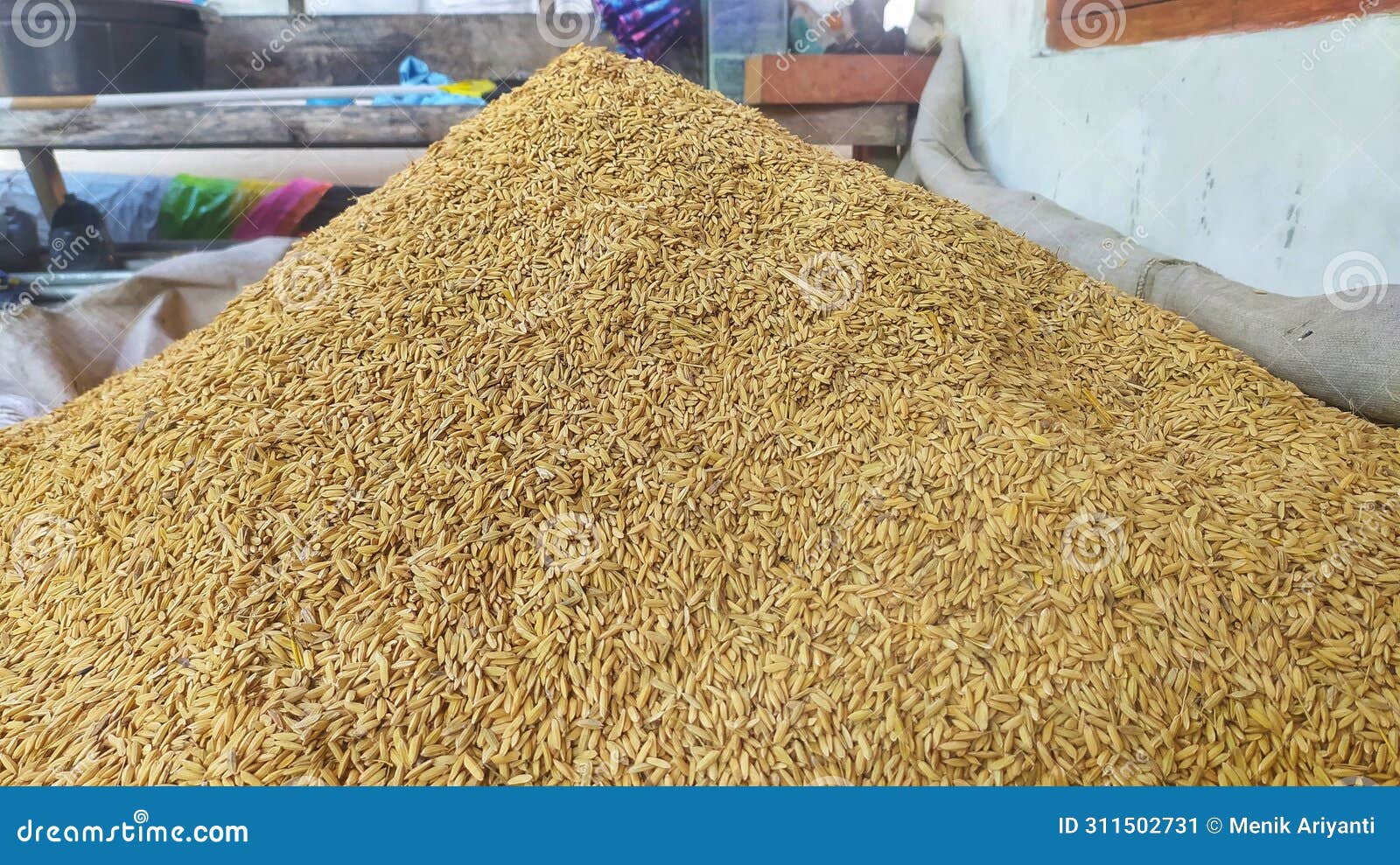 Pile of Rice Grain Harvest in Front of the House Stock Image - Image of ...