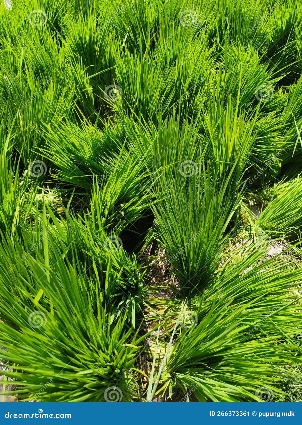 Pile of Rice Ready To Be Planted Stock Image - Image of ready, planted ...