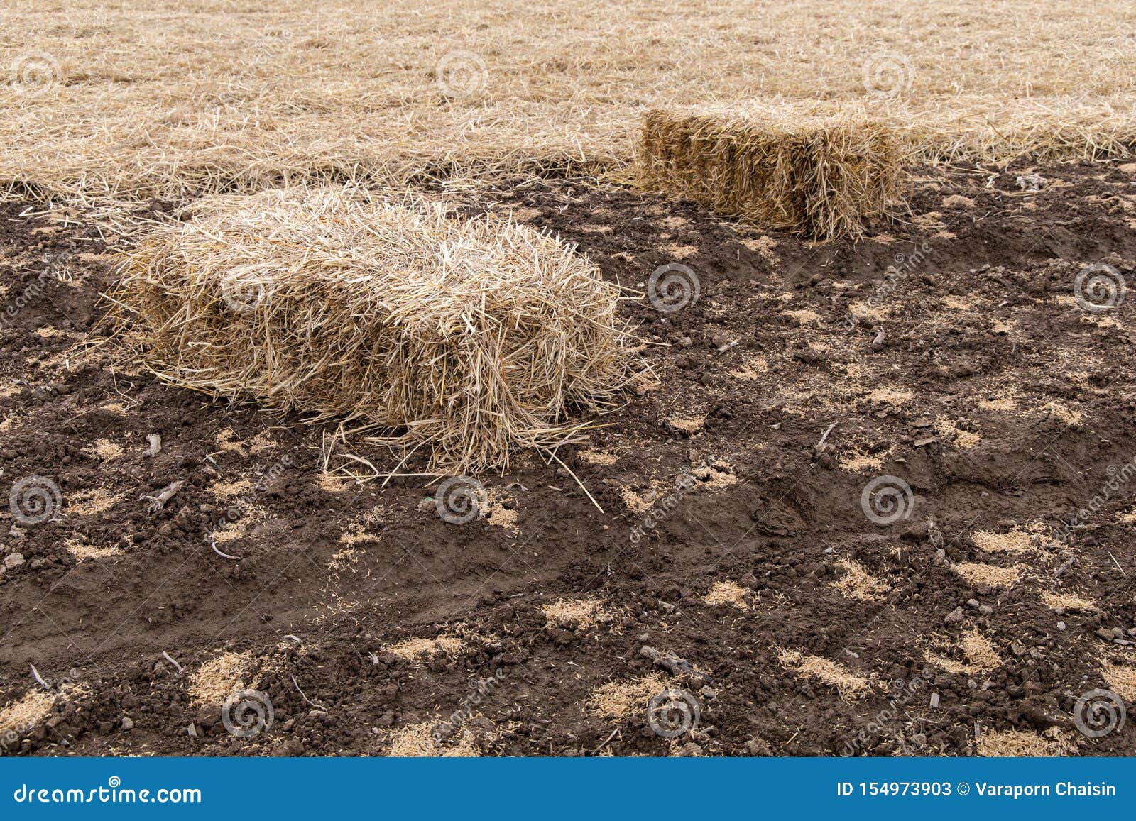 Pile of rice straw stock image. Image of brown, landscaping - 154973903