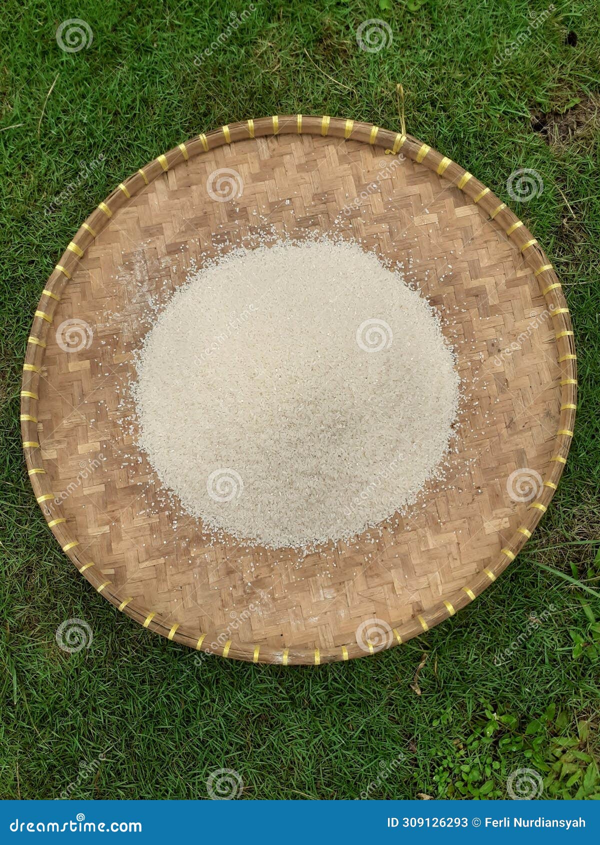 Pile Of Dry Rice Straw And Local Wood Tool Shine Up Before Process For ...