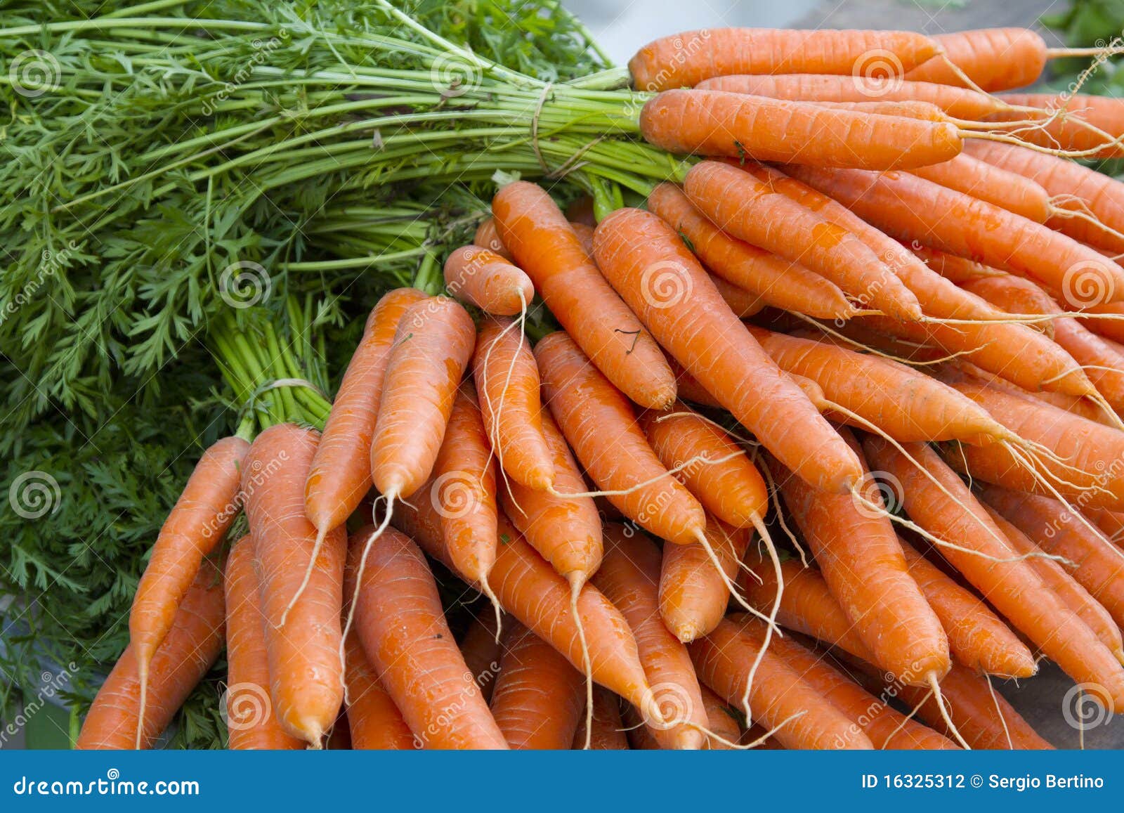 Pile of ripe carrots stock photo. Image of daucus, fresh - 16325312