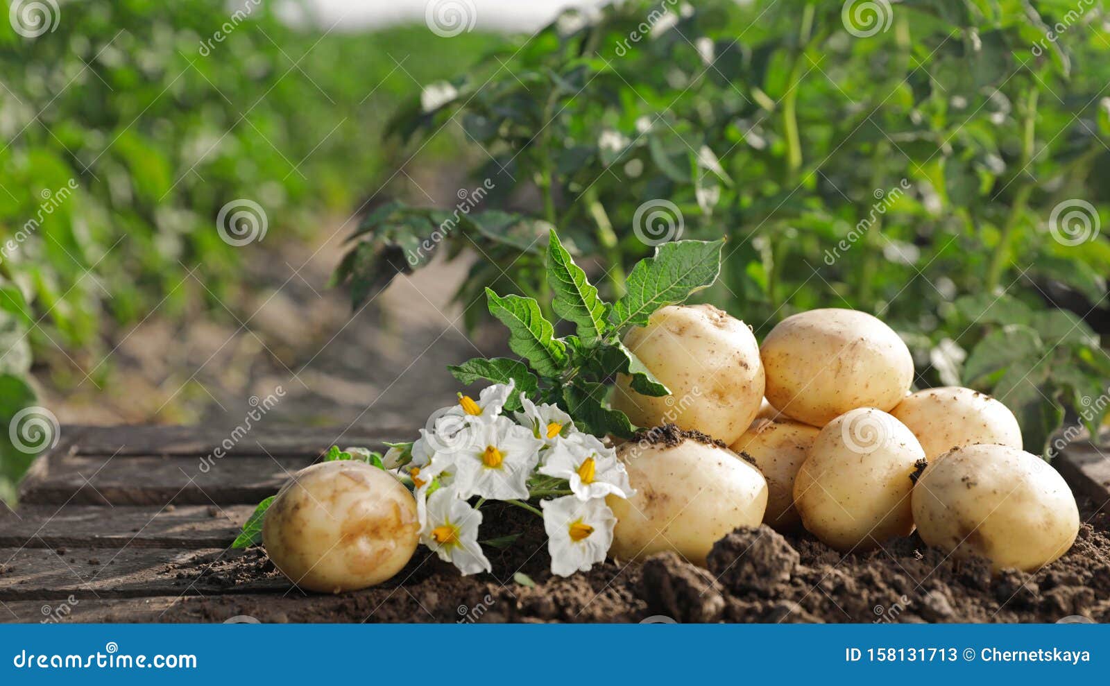 Pile of Ripe Potatoes on Ground in Stock Image - Image of lifestyle ...