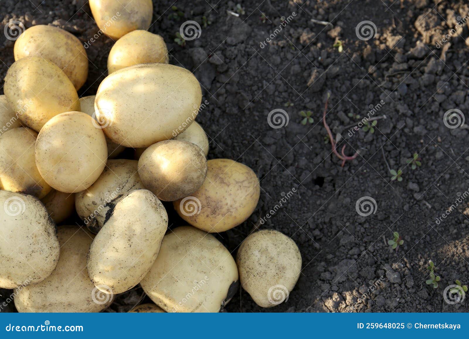 Pile of Ripe Potatoes on Ground Outdoors, Top View. Space for Text ...