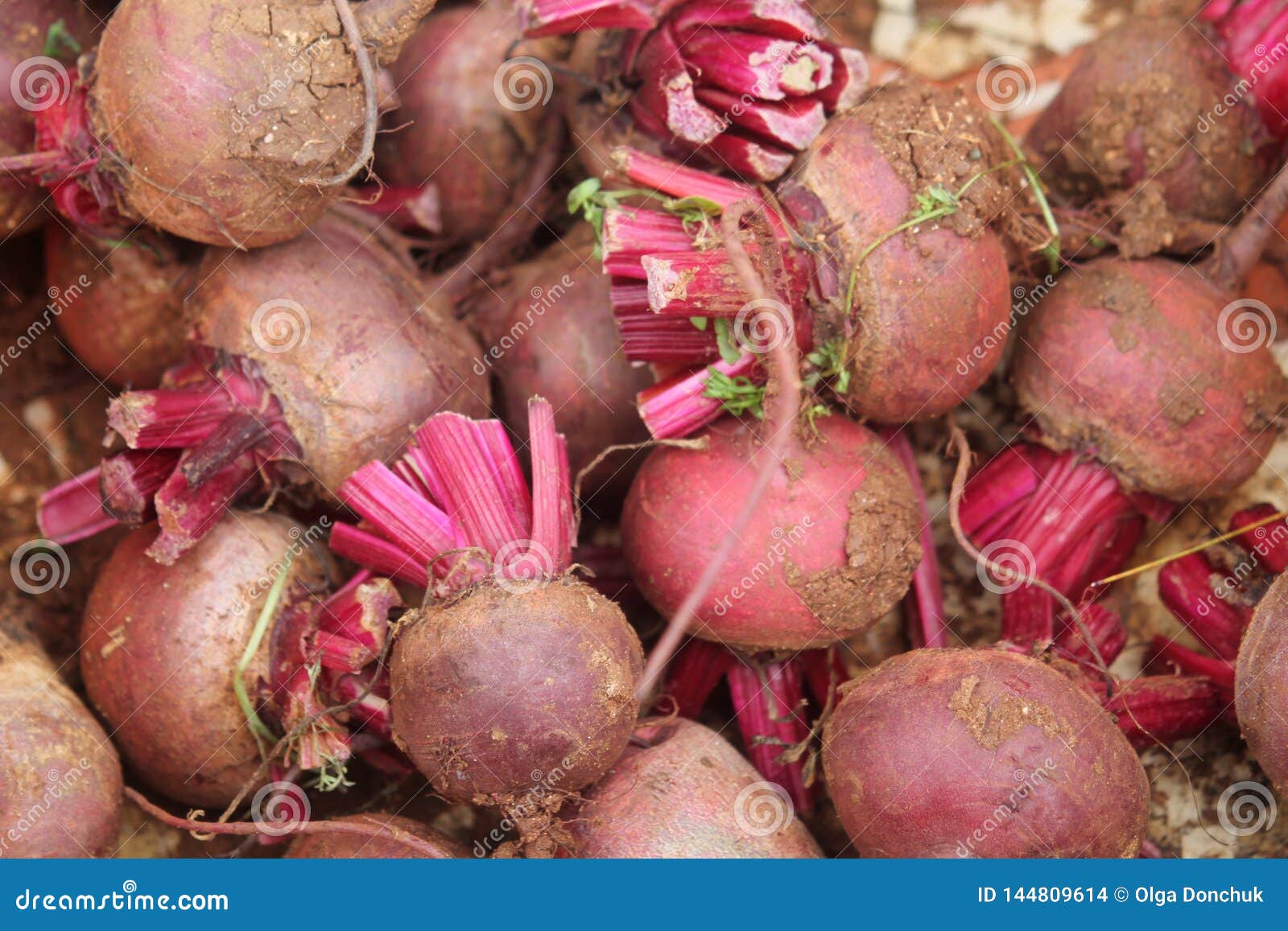 Pile of Ripe Red Beets in Soil Stock Photo - Image of harvest, dirt ...