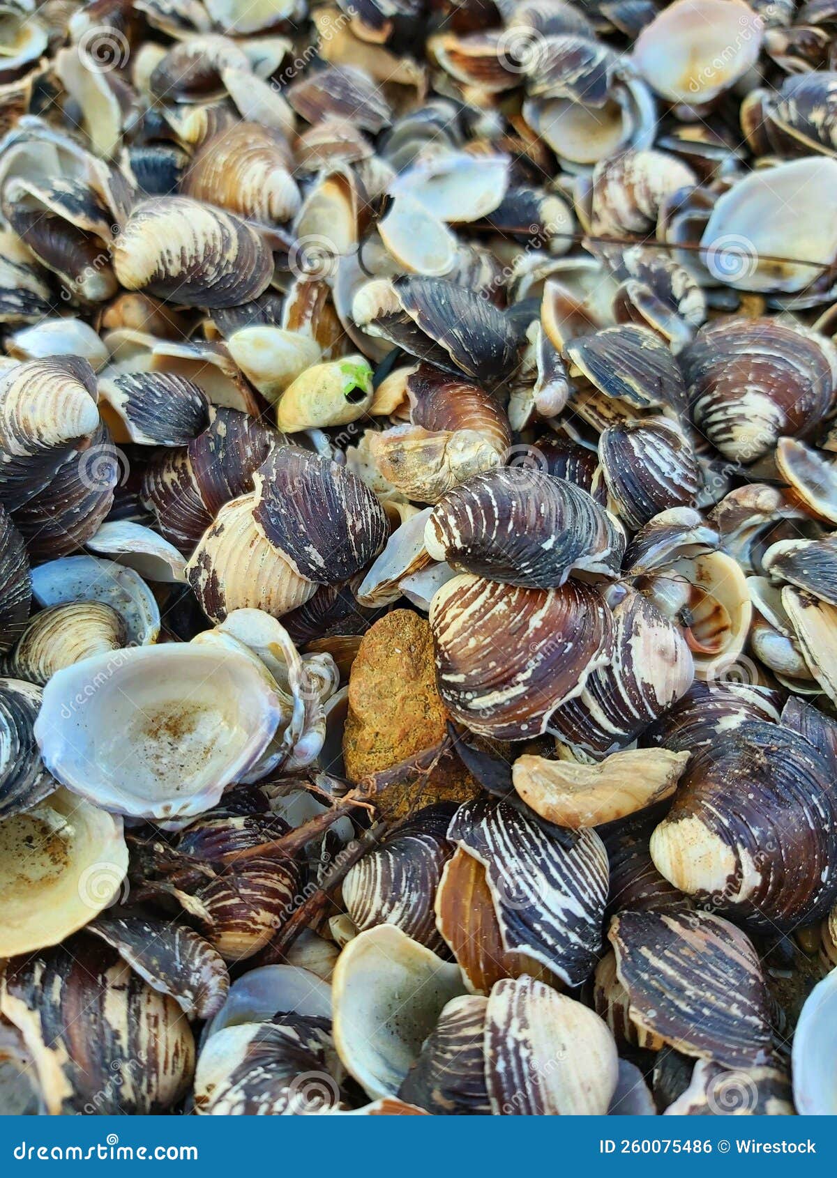 Pile of River Shells from the Danube, Vertical Stock Photo - Image of ...