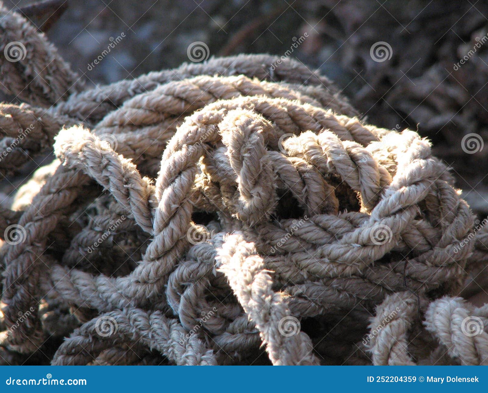 A Pile of Rope in the Sunlight Stock Image - Image of produce, sunlight ...