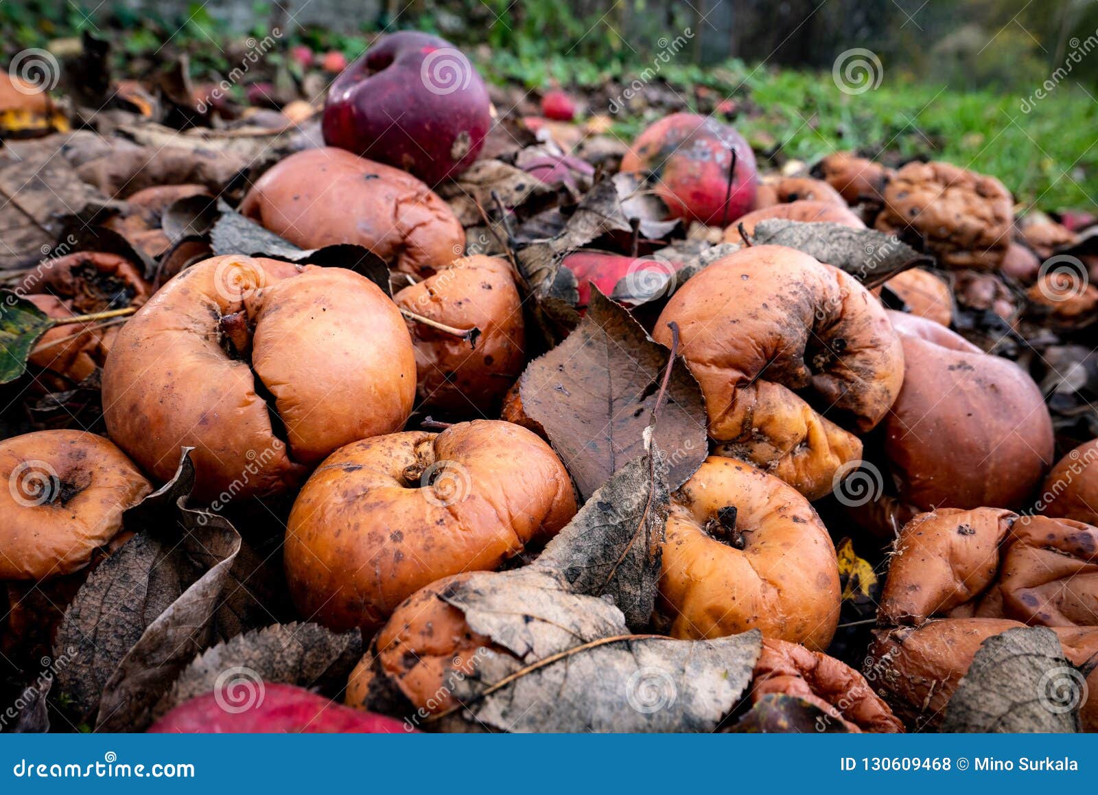 Pile Of Rotten Apples On The Ground In Nature Near The Apple Tree ...
