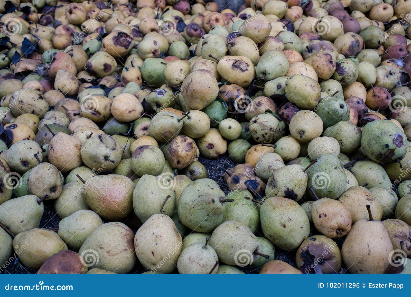 Rotten pears stock photo. Image of natural, delicious - 102011296