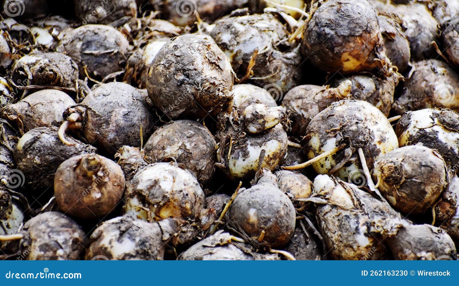 Pile of rotten potatoes stock photo. Image of potato - 262163230