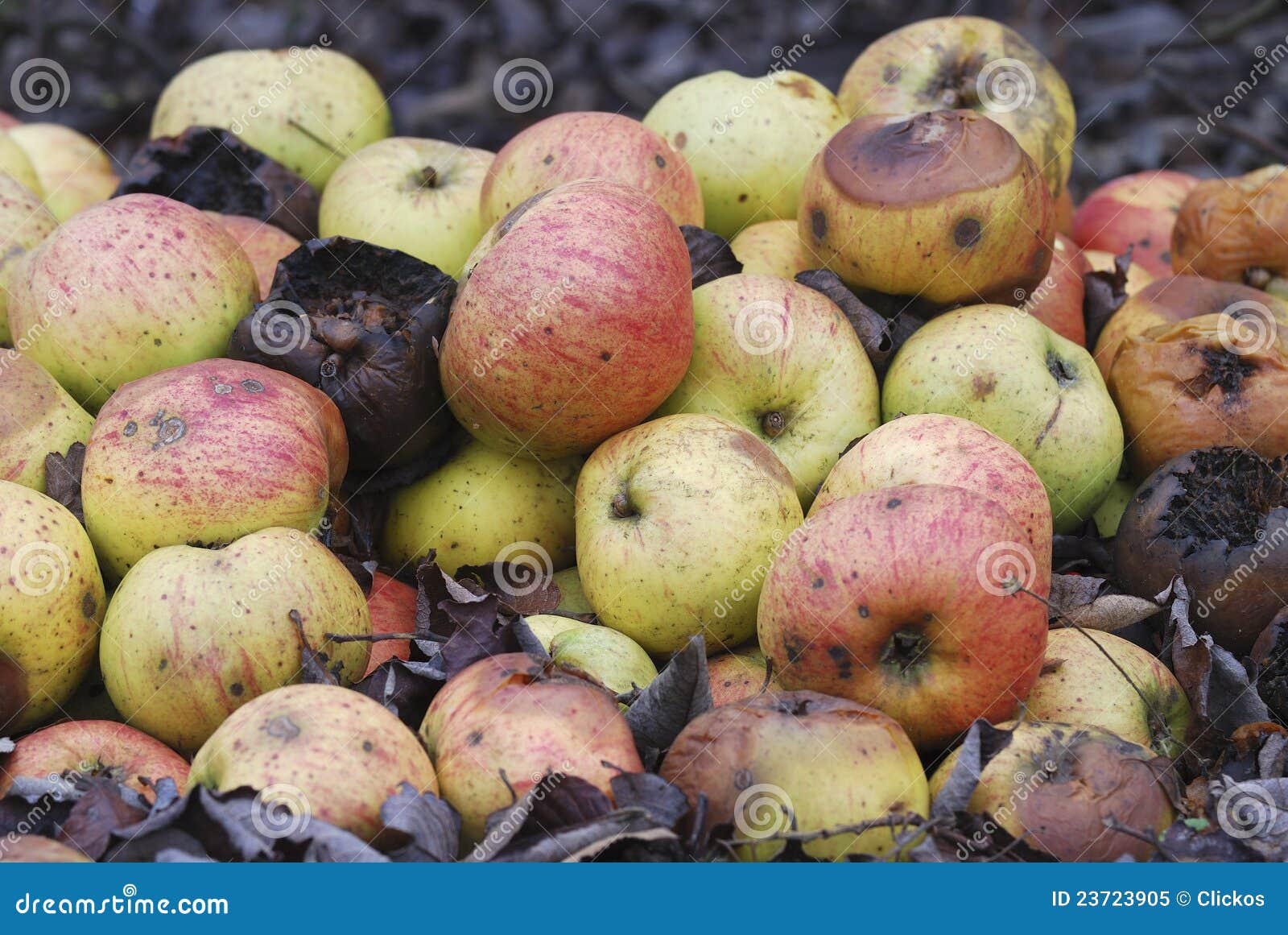 Pile of rotting apples stock image. Image of apple, mouldy - 23723905