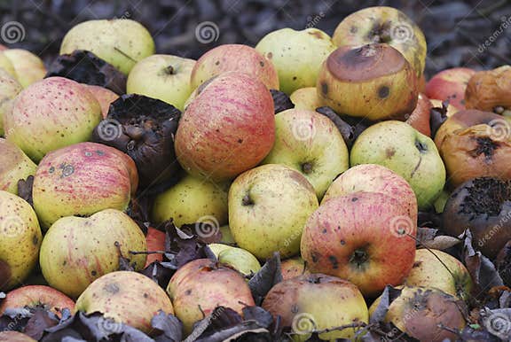 Pile of rotting apples stock image. Image of apple, mouldy - 23723905