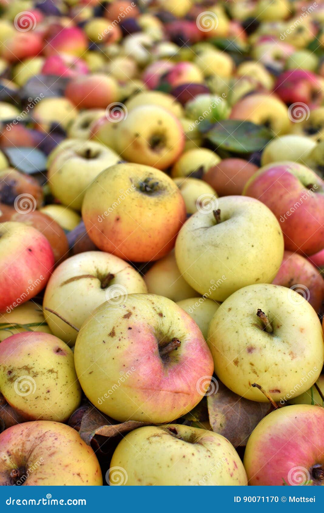 Pile Of Rotting Food Waste Is Isolated On White Background. Stock ...