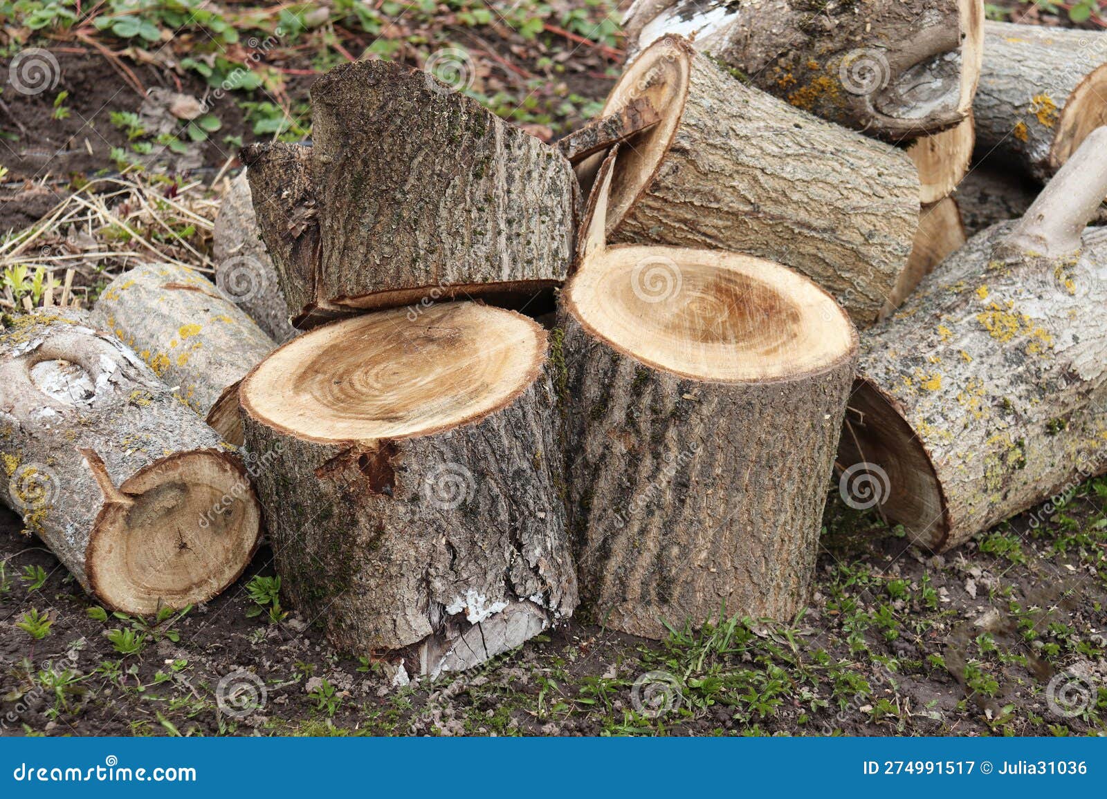 Pile of Round Logs and Stumps from a Sawn Walnut Tree Stock Image ...