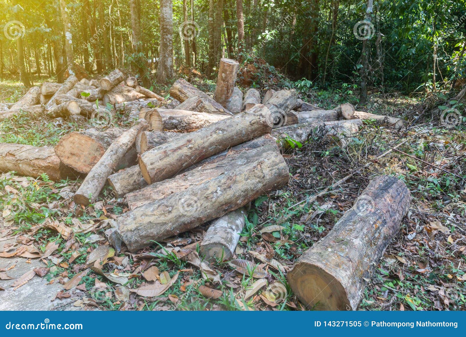 Pile of Rubber Wood Log at Phatthalung Stock Image - Image of forestry ...