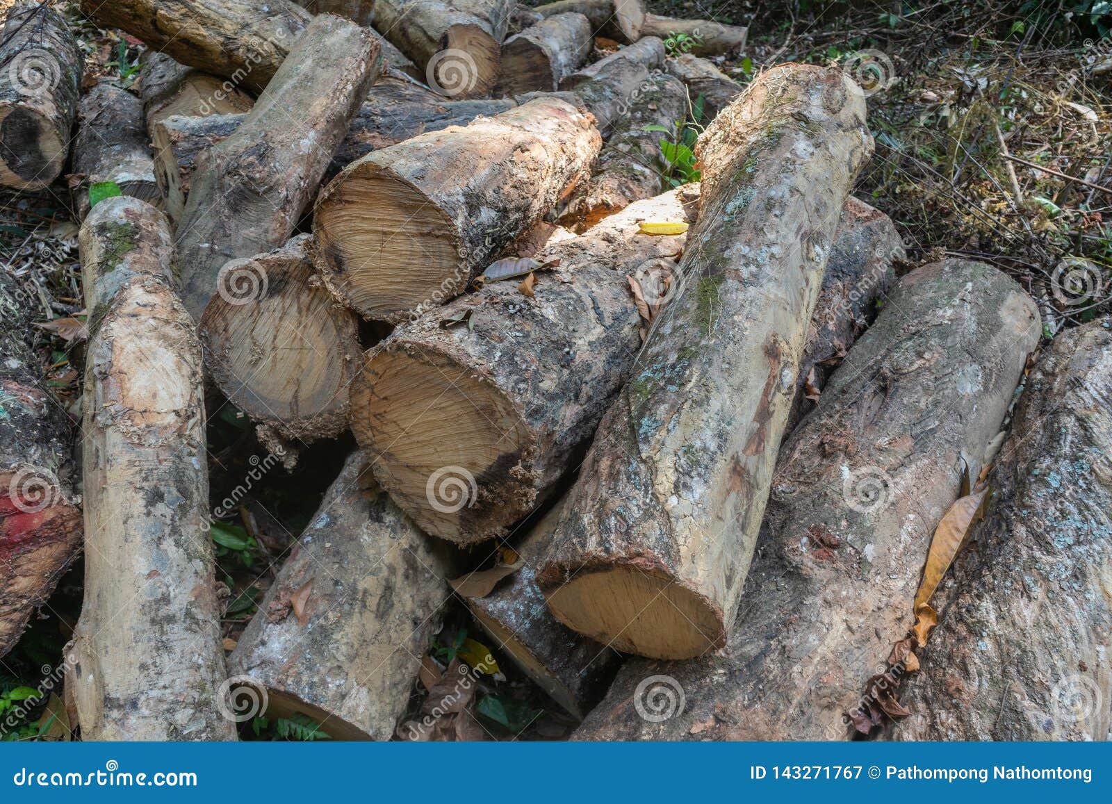 Pile Of Rubber Wood Log At Phatthalung Royalty-Free Stock Image ...