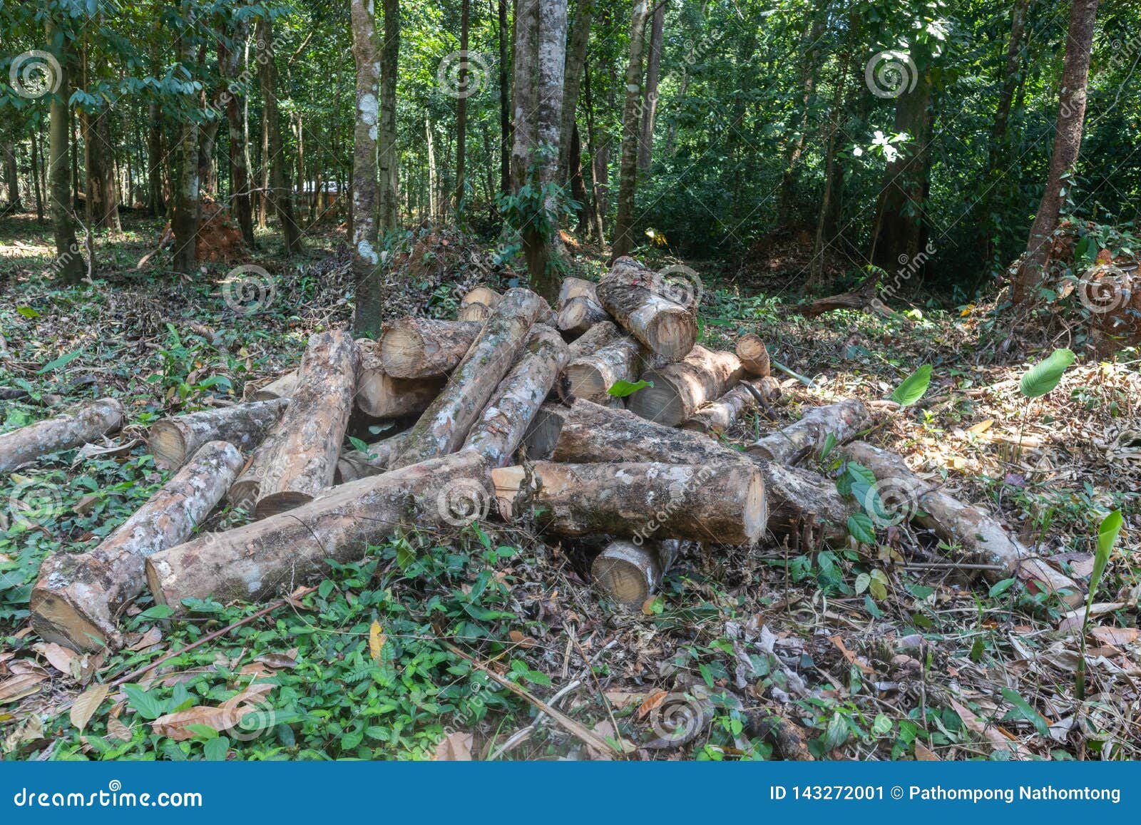 Pile of Rubber Wood Log at Phatthalung Stock Image - Image of industry ...