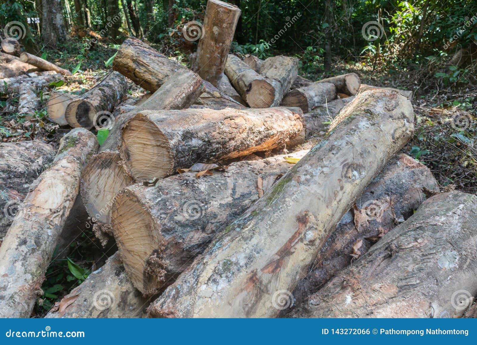 Pile of Rubber Wood Log at Phatthalung Stock Photo - Image of bark ...