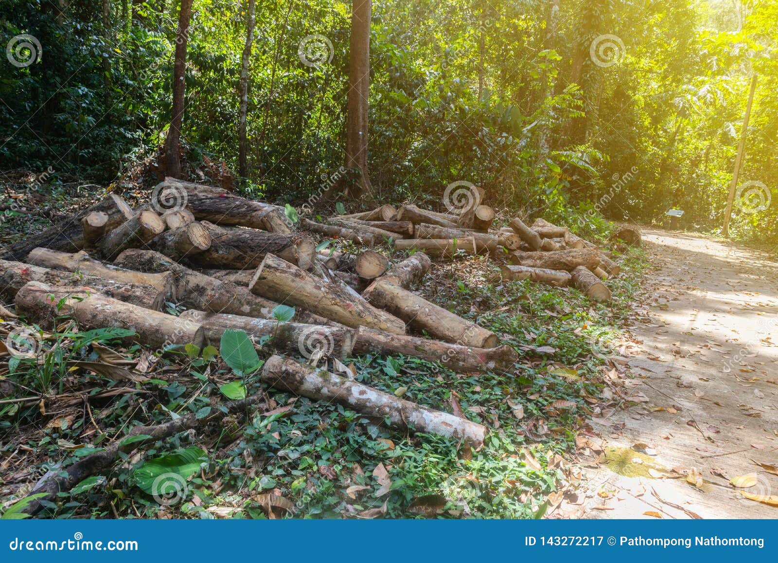 Pile Of Rubber Wood Log At Phatthalung Royalty-Free Stock Photography ...