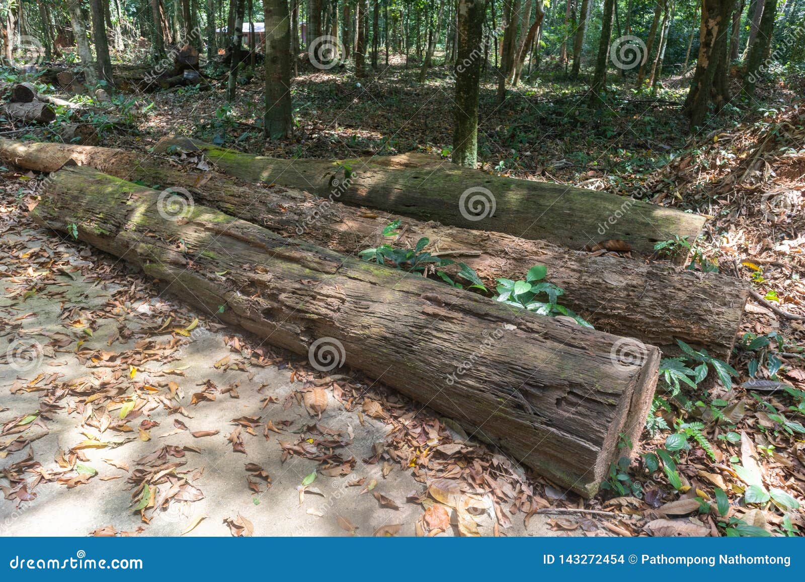 Pile of Rubber Wood Log at Phatthalung Stock Photo - Image of ...