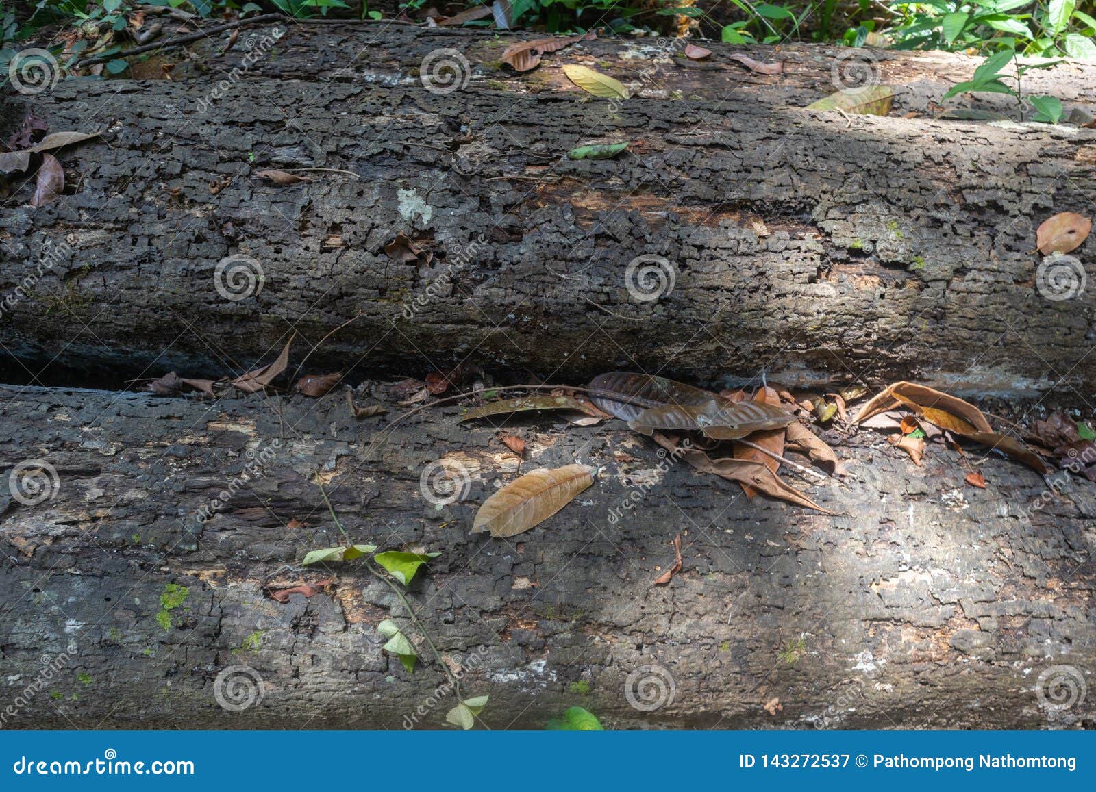 Pile of Rubber Wood Log at Phatthalung Stock Image - Image of natural ...