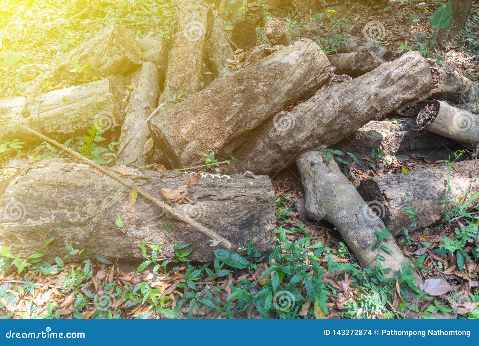 Pile Of Rubber Wood Log At Phatthalung Royalty-Free Stock Image ...