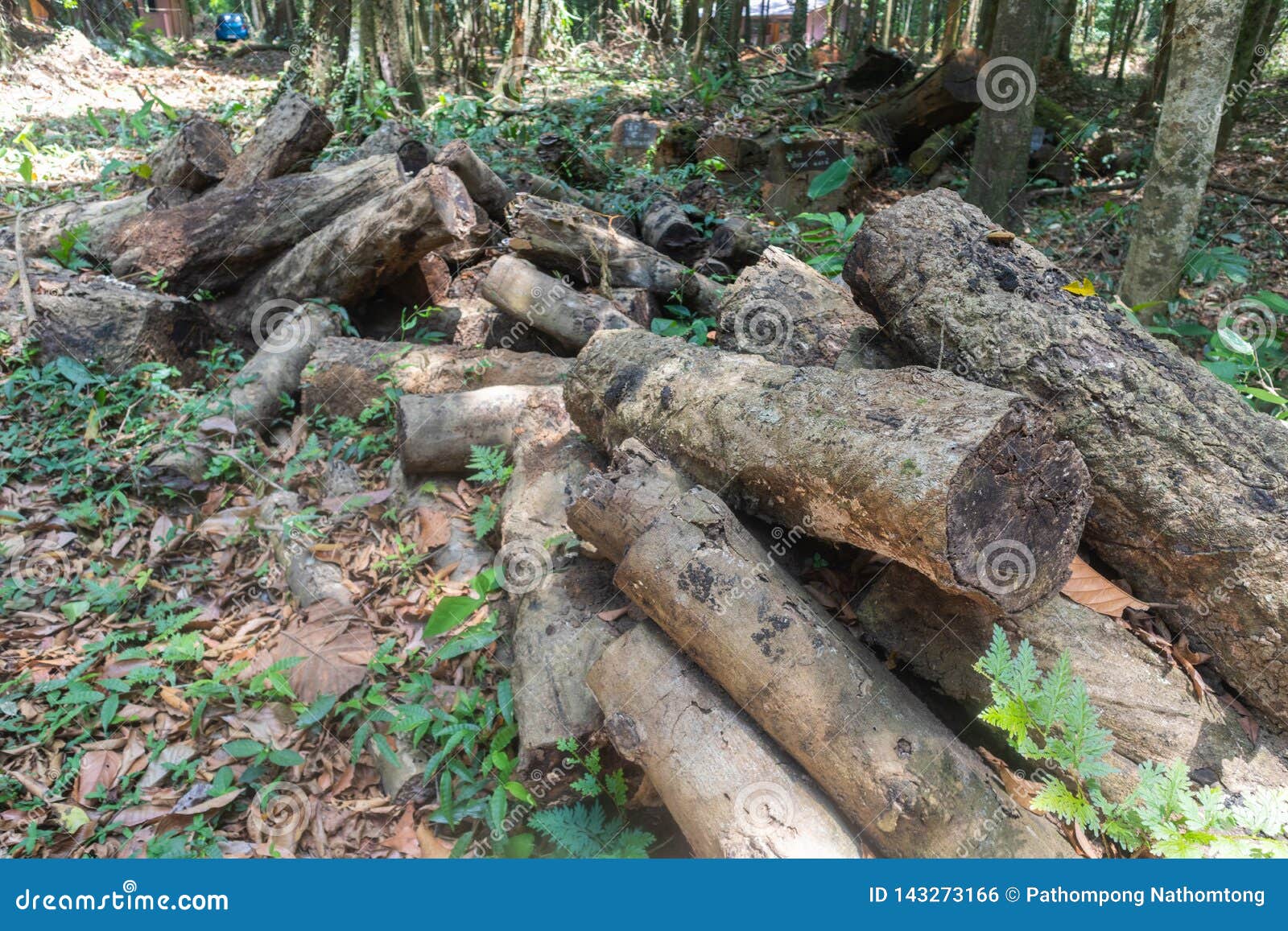 Pile of Rubber Wood Log at Phatthalung Stock Photo - Image of industry ...