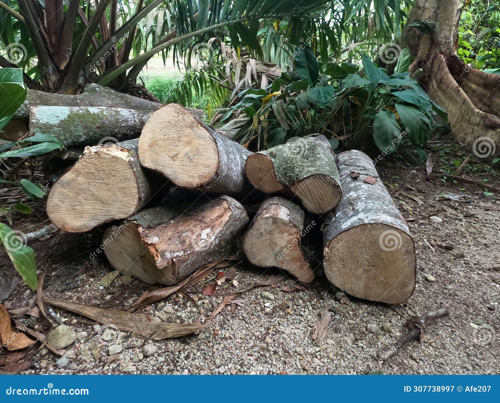 Pile of Rubber Wood Logs for Wood Products Stock Image - Image of ...